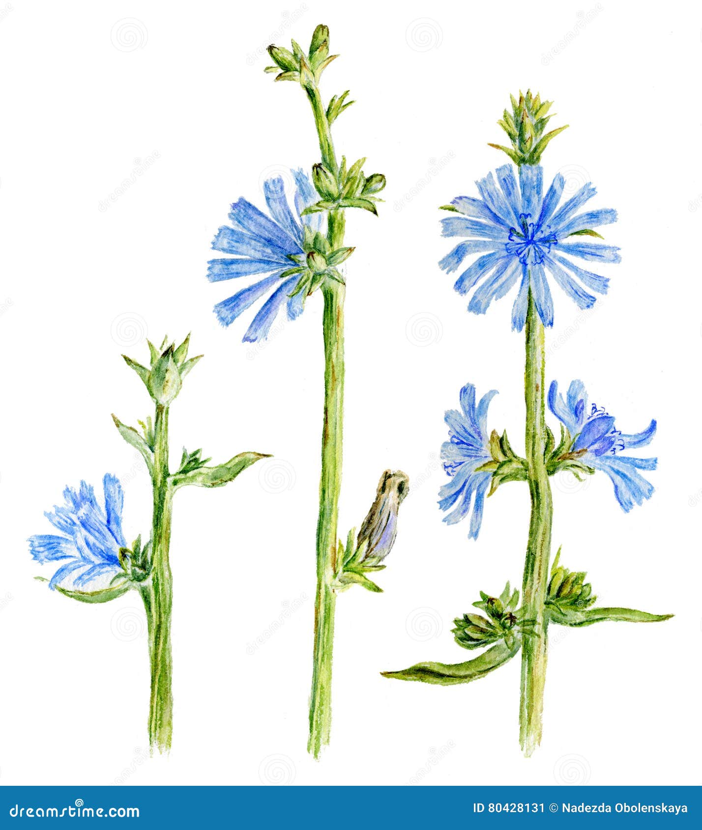 Watercolor chicory flowers stock illustration. Illustration of branch ...