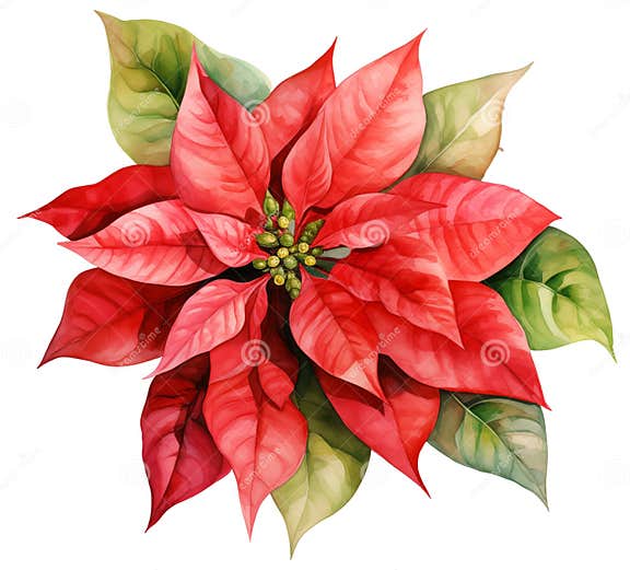 Watercolor Christmas Poinsettias Botanical Art Red Floral Illustration