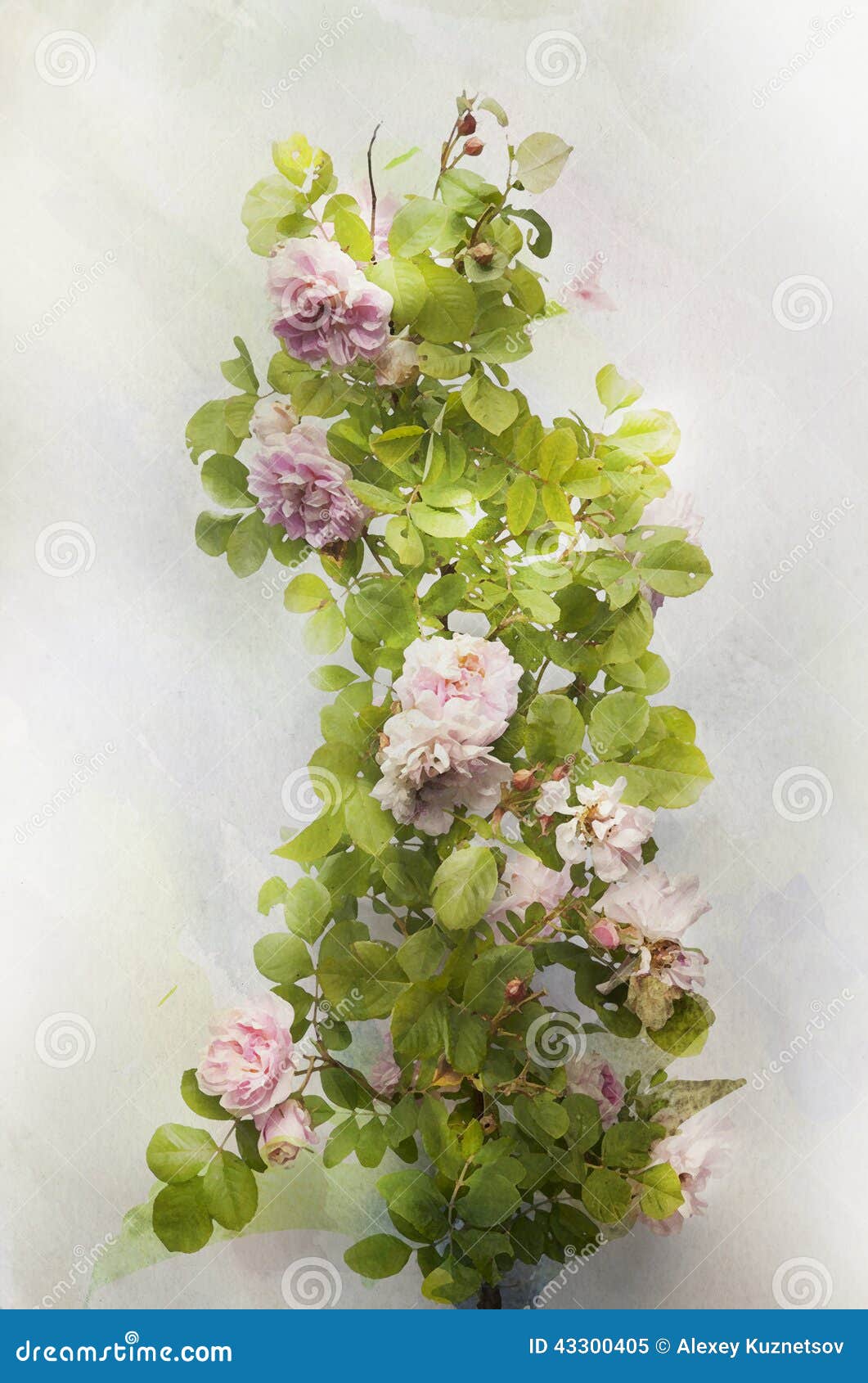 Red Climbing Rose `Etoile De Hollande`. Watercolor Flower Bouquets ...