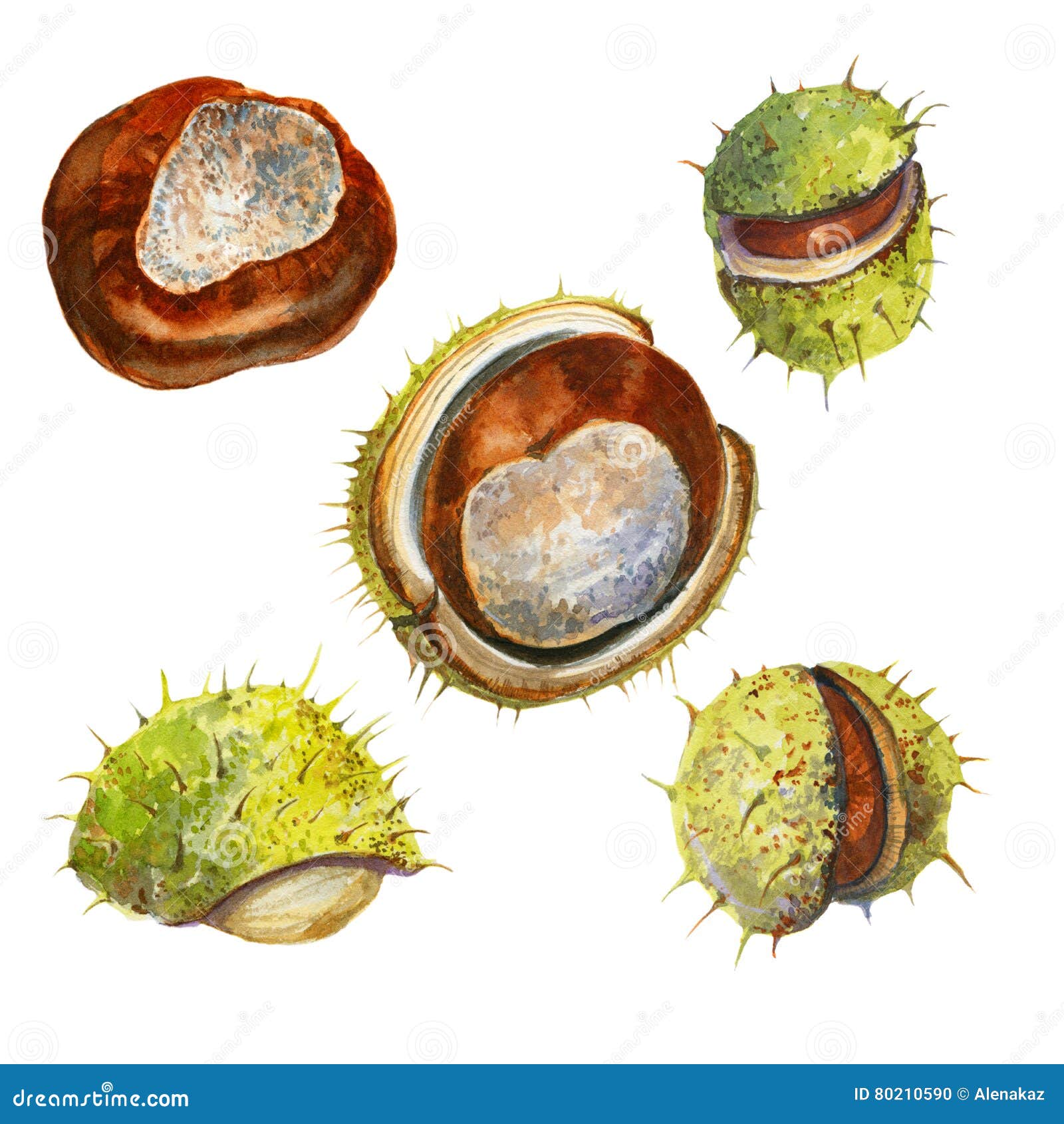 Watercolor Collection with Chestnuts Stock Illustration - Illustration ...