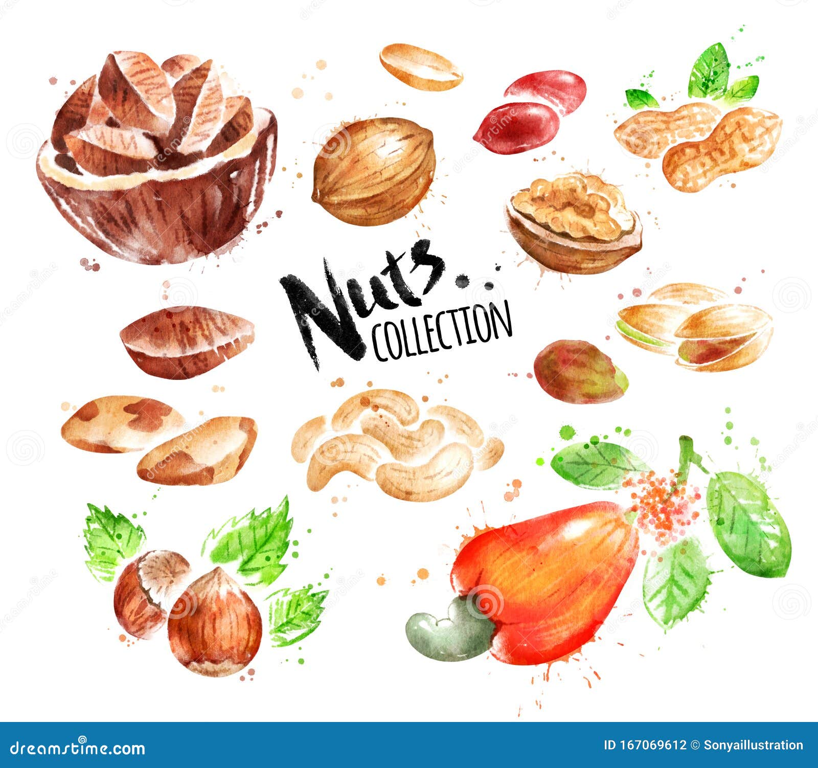 Watercolor Collection of Nuts Stock Illustration - Illustration of ...