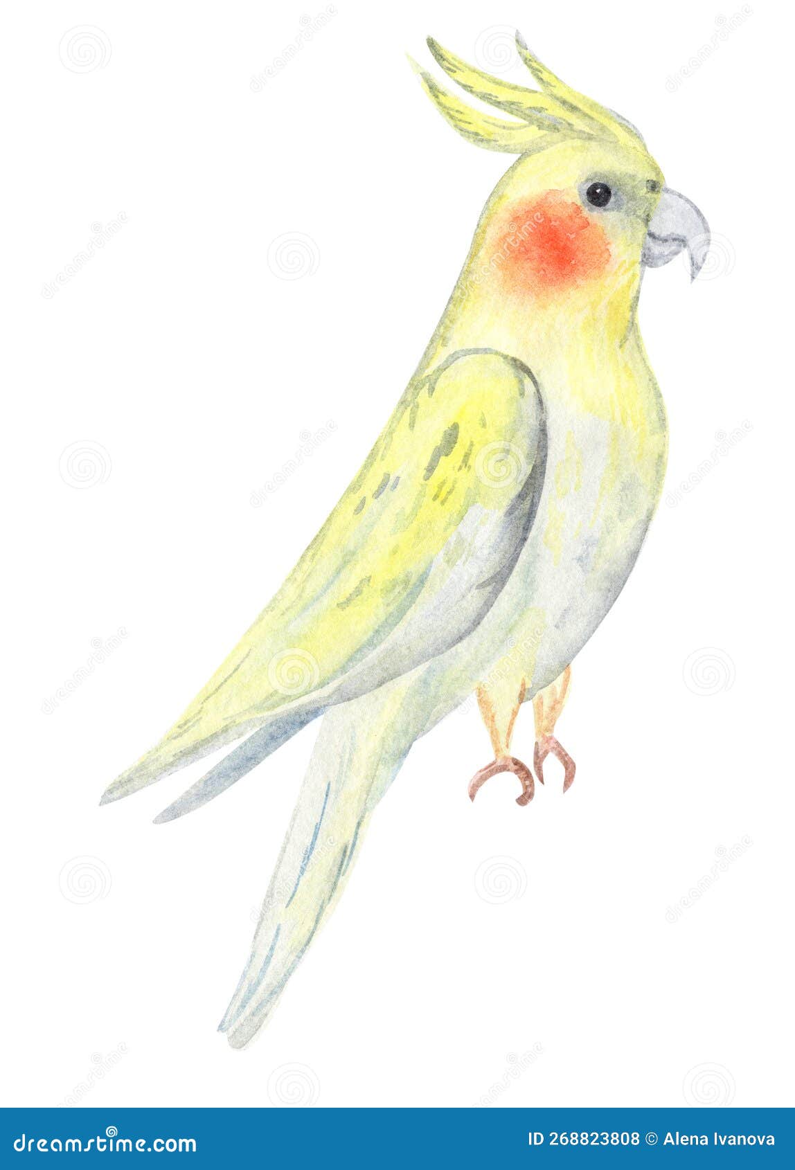 Watercolor Corella Parrot And Tropical Leaves Isolated On White . Hand ...