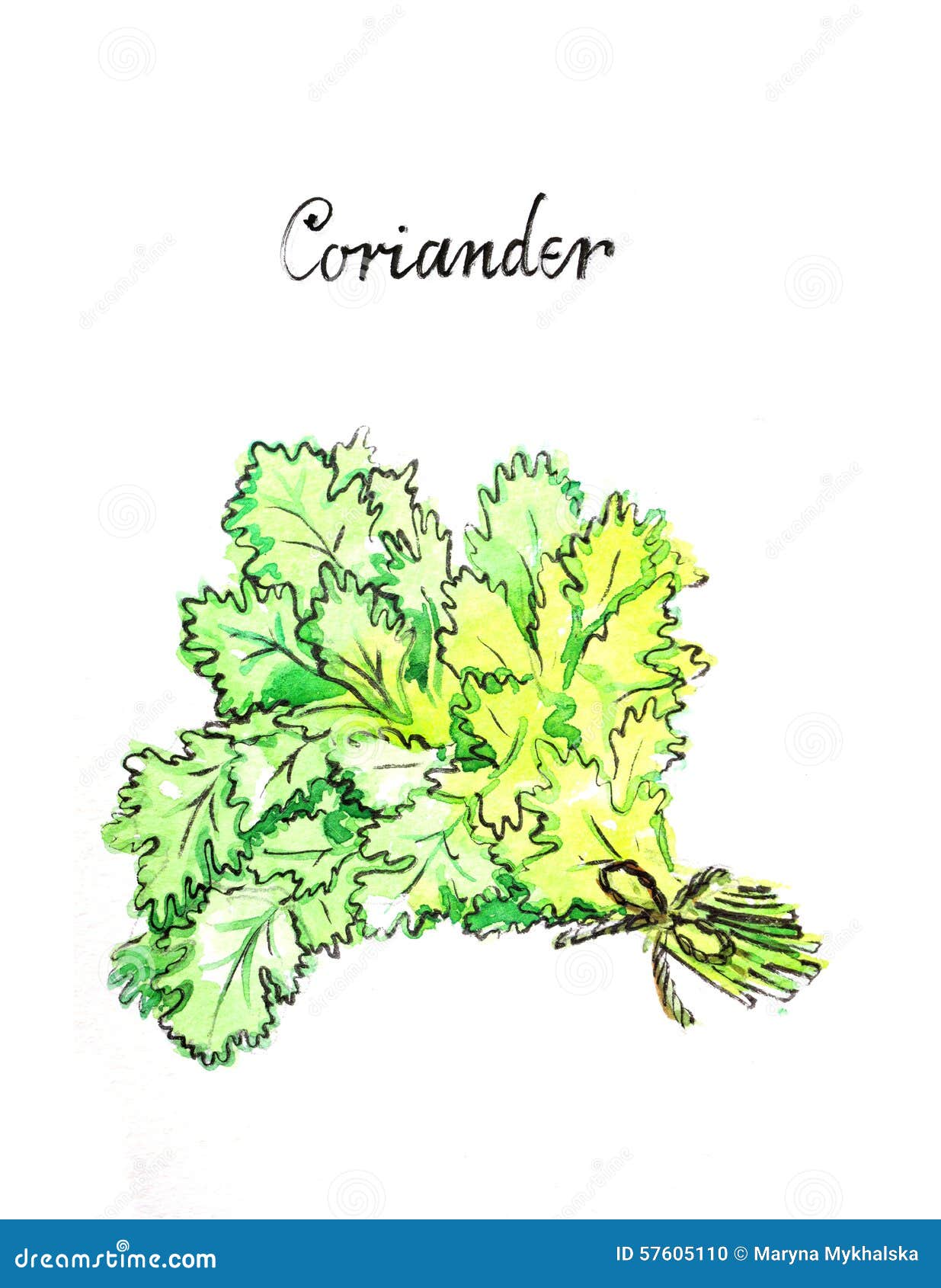 Coriander Illustration, Drawing, Engraving, Ink, Line Art, Vector ...