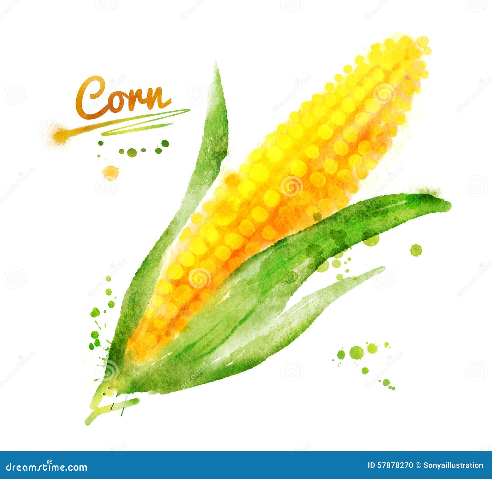Watercolor corn stock illustration. Illustration of stain - 57878270
