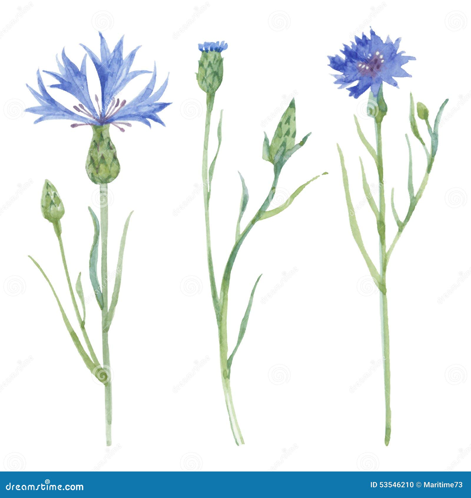 watercolor-cornflower-set-cornflower-isolated-white-backgro-cornflowers ...