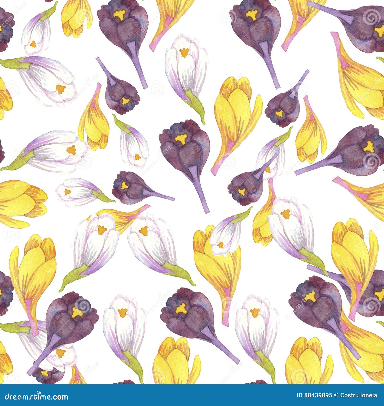 Watercolor Crocus Floral Set. Three Flowers Isolated On White. Hand ...