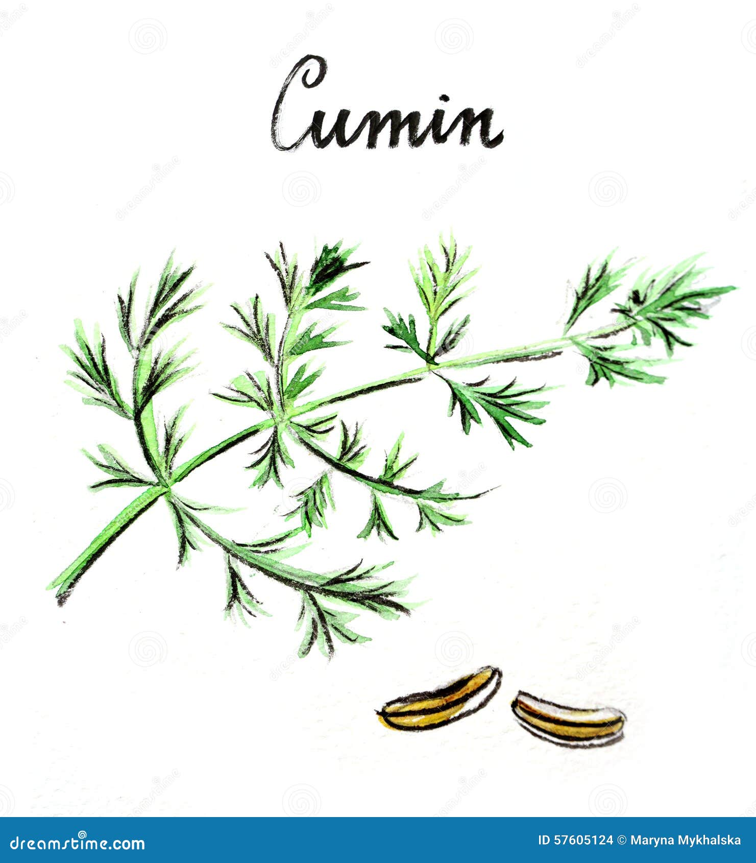 Watercolor cumin stock vector. Illustration of nature - 57605124