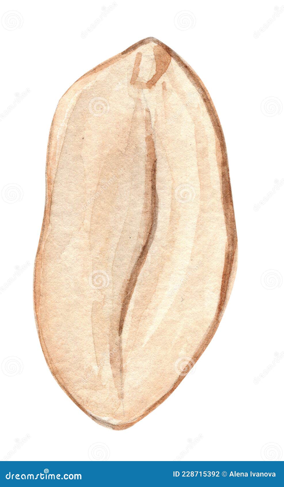 Watercolor Cut Peanut Illustration Isolated on White Stock Illustration ...