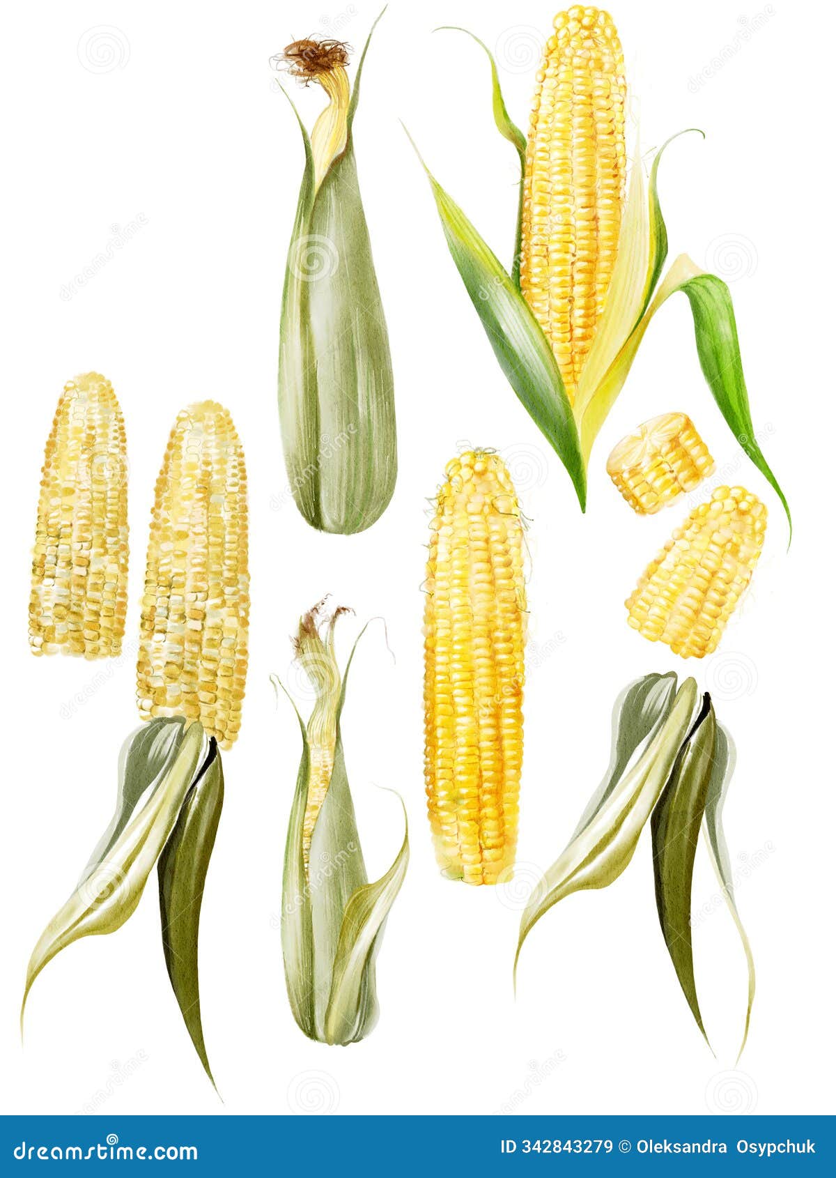 Watercolor Different Corn Set Stock Image - Image of paint, watercolor ...
