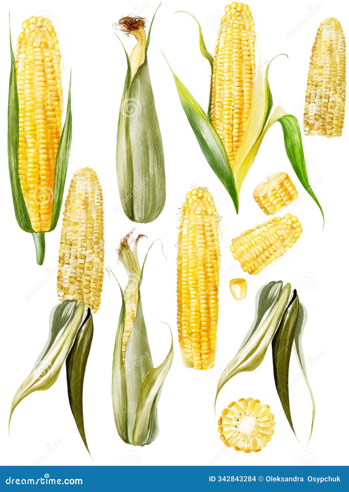 Watercolor Different Corn Set Stock Photo - Image of vegan, harvest ...