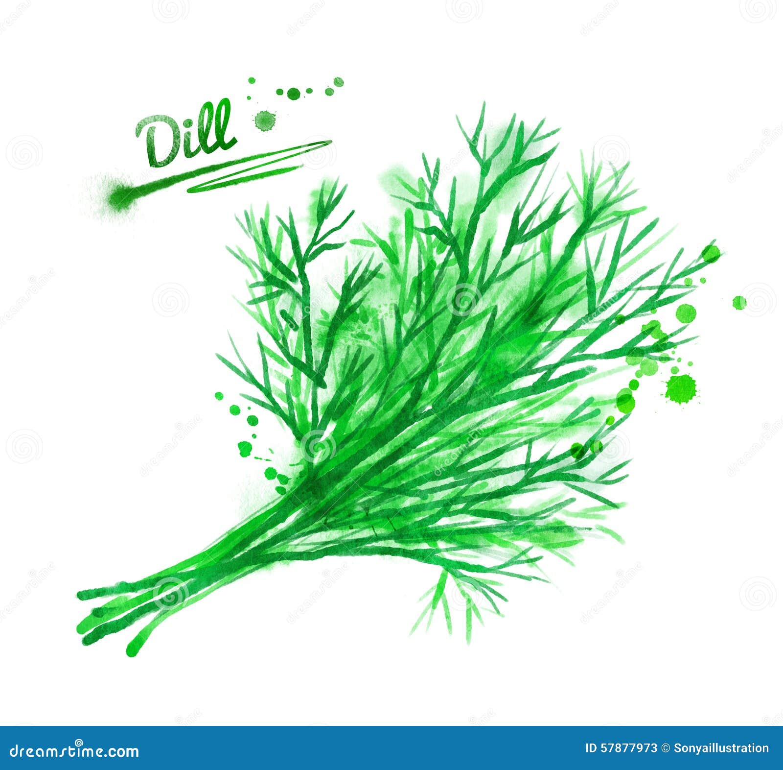 Watercolor dill stock illustration. Illustration of healthy - 57877973