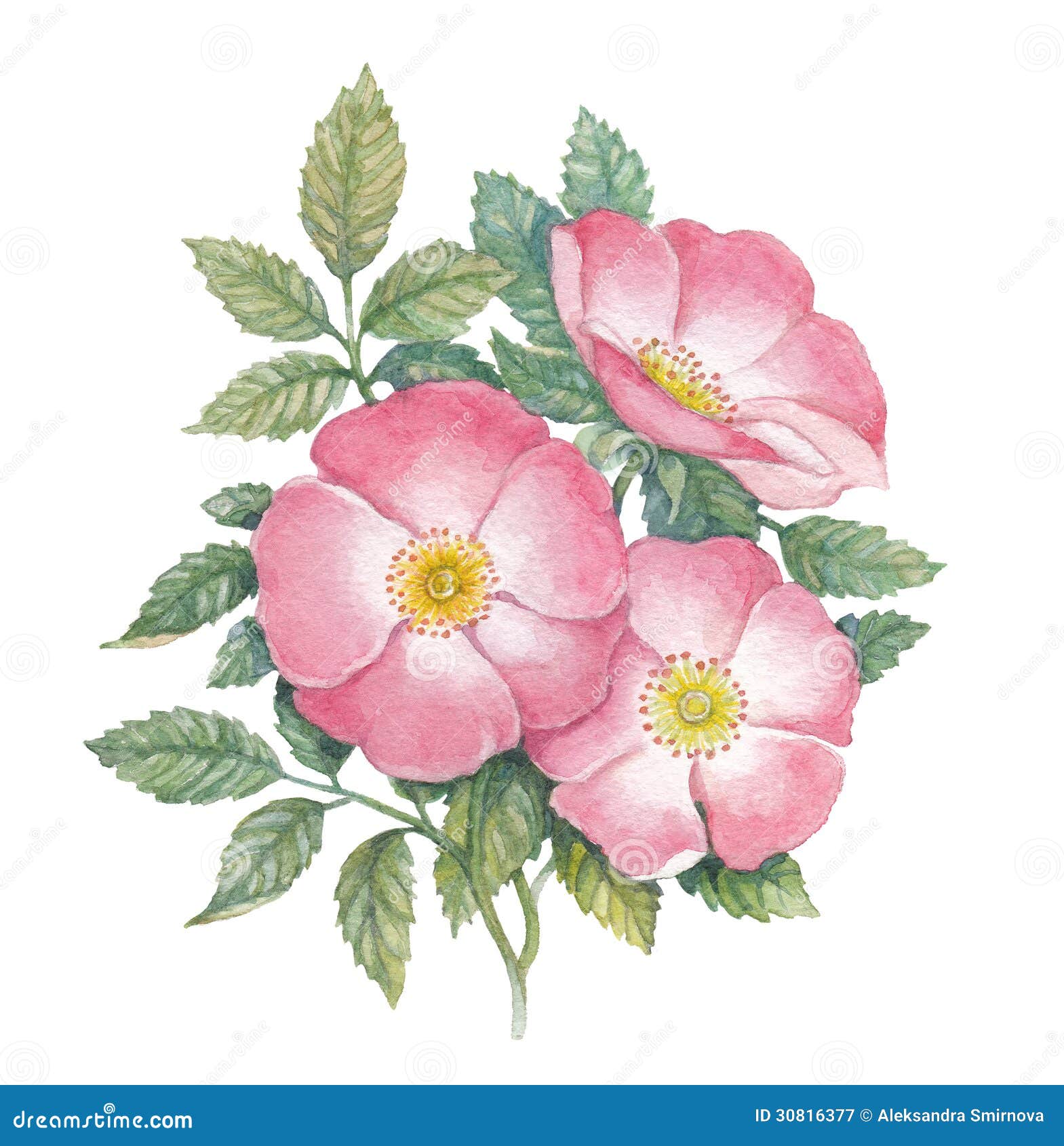 Watercolor Dogrose Illustration Stock Illustration - Illustration of ...
