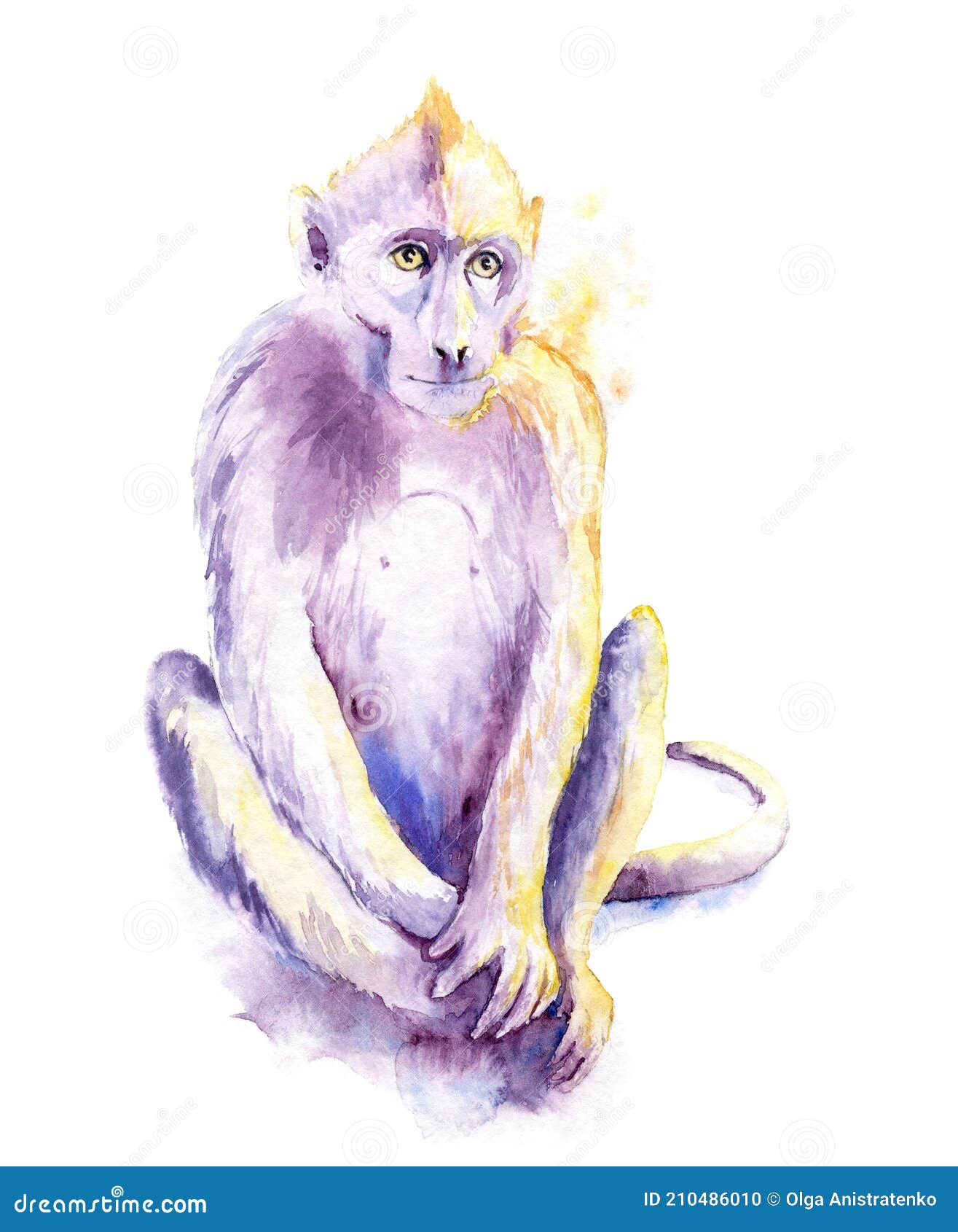 Watercolor Drawing of an Animal - Monkey, Macaque Sits Stock ...