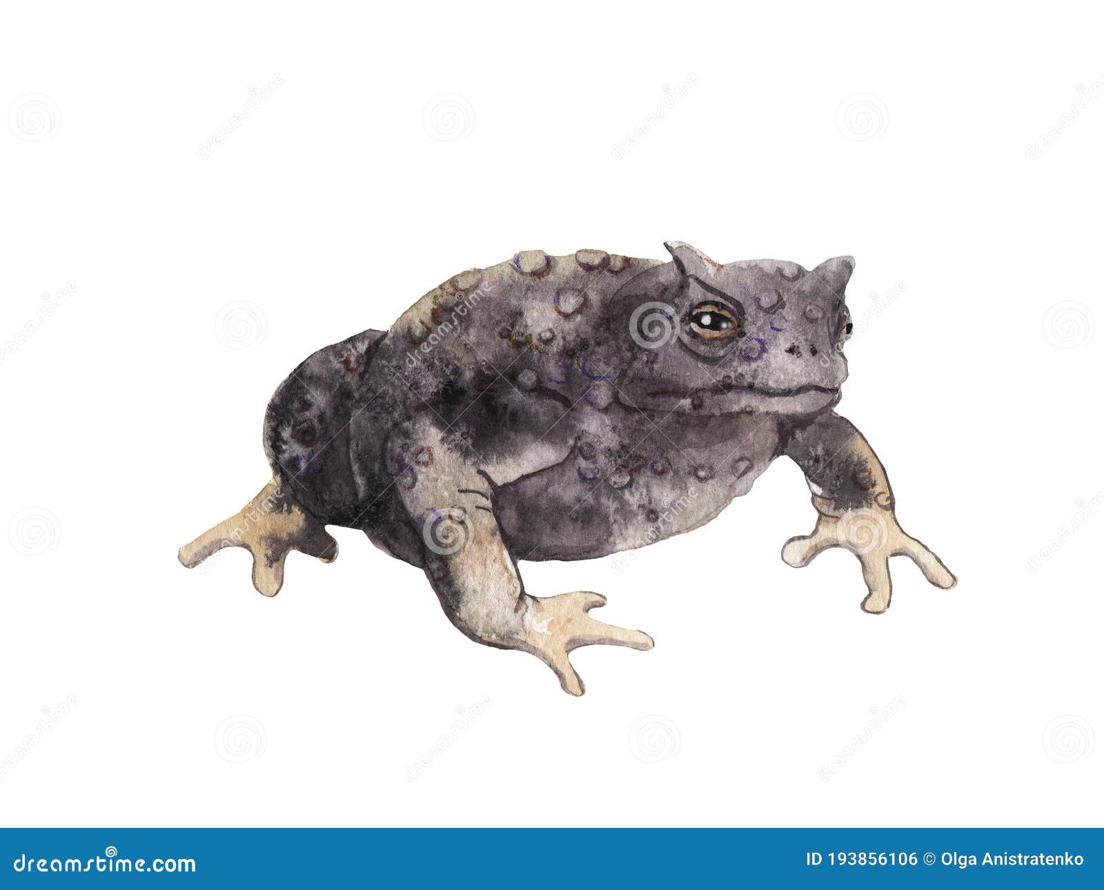 Watercolor Drawing of an Animal - Scary Toad, Warts, Stock Photo ...