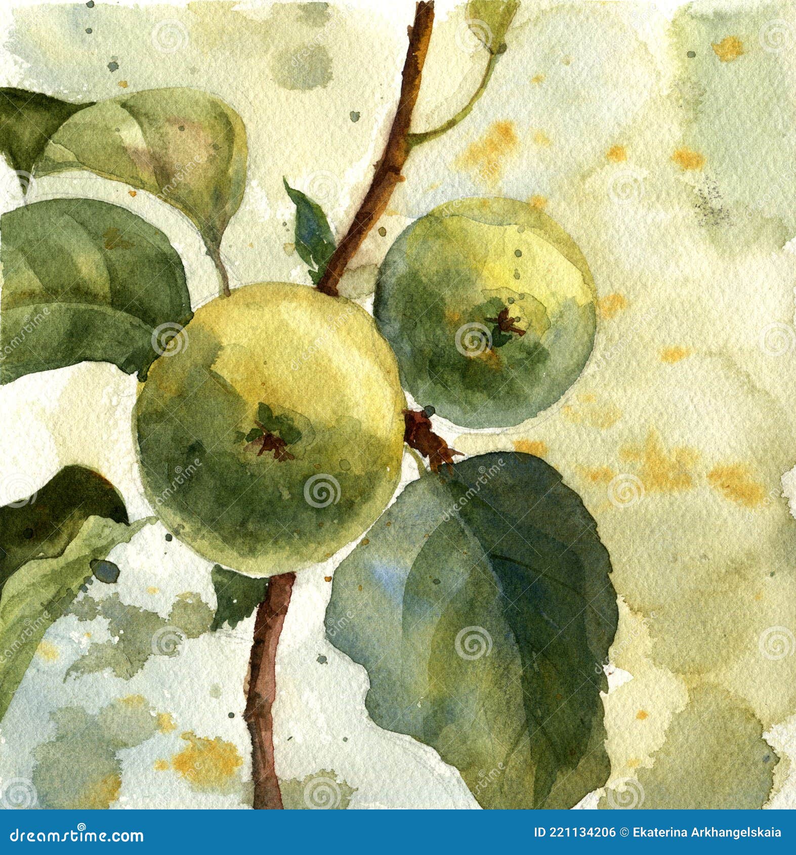 Watercolor Drawing Apples At Branche Royalty-Free Illustration ... Watercolor Drawing Apples At Branche Royalty-Free Illustration ...