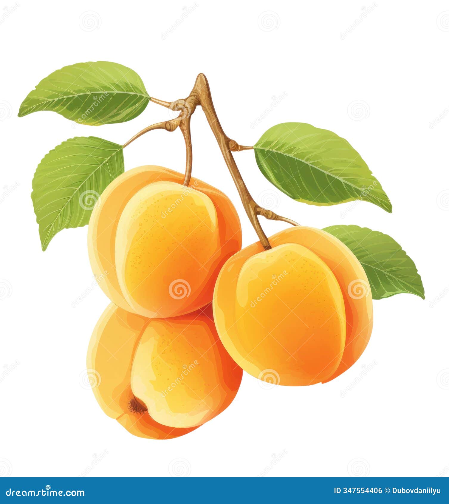 Watercolor Drawing of Apricot on Transparent Background in PNG Format ...