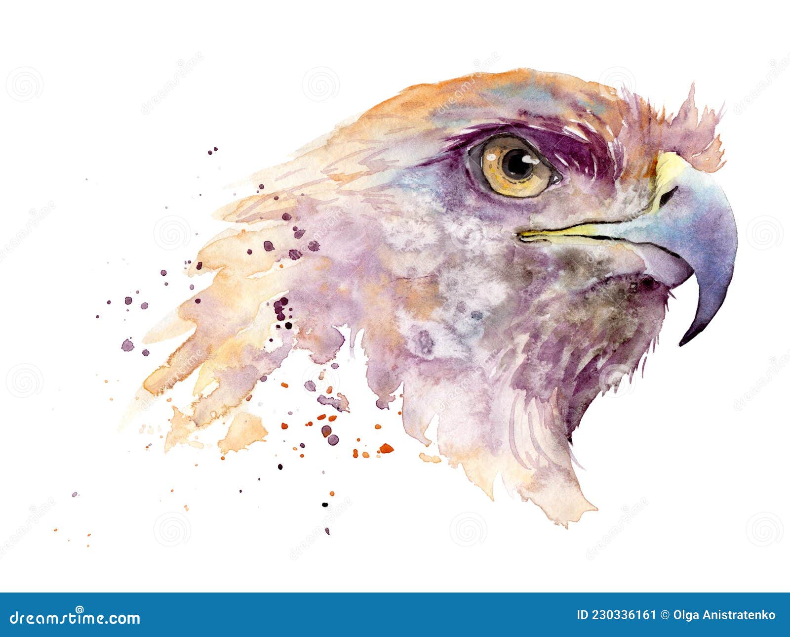 Watercolor Drawing of a Bird - Golden Eagle Stock Image - Image of ...