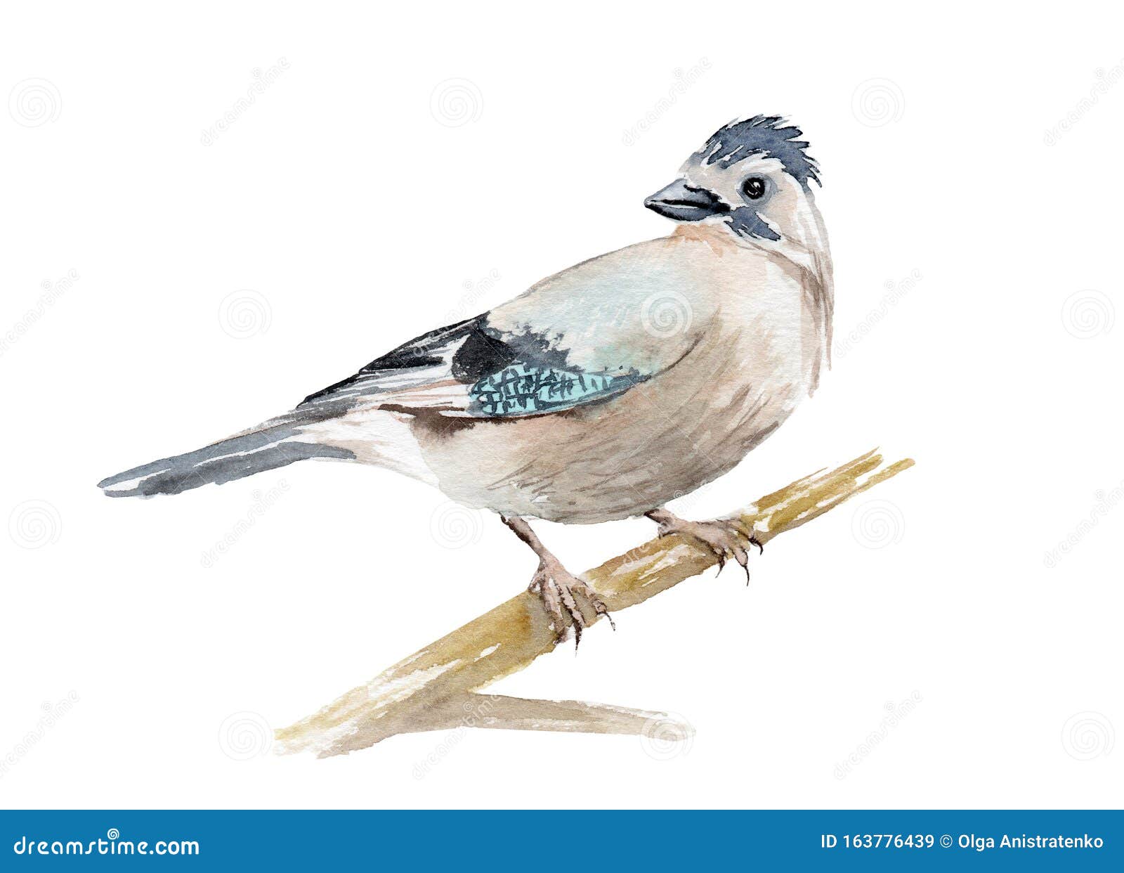 Watercolor Drawing of a Bird - Jay on a Branch Stock Image - Image of ...