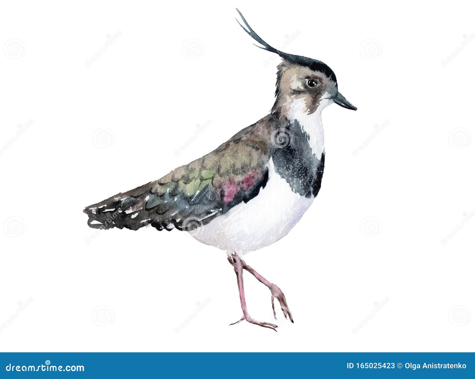 Watercolor Drawing of a Bird - Lapwing with Crest Stock Image - Image ...
