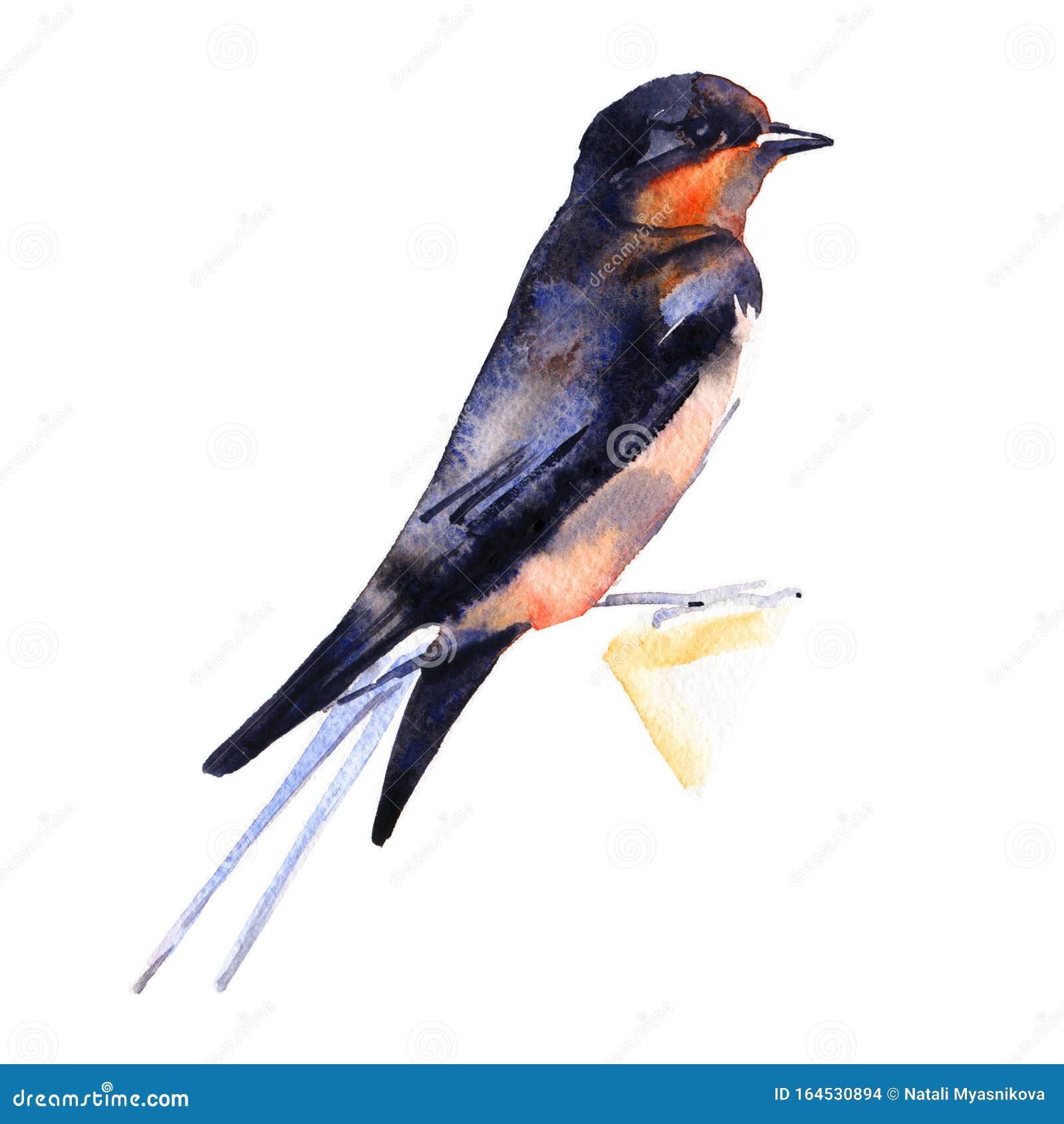Watercolor Drawing Bird, Swallow. Isolated on White Background. Stock ...