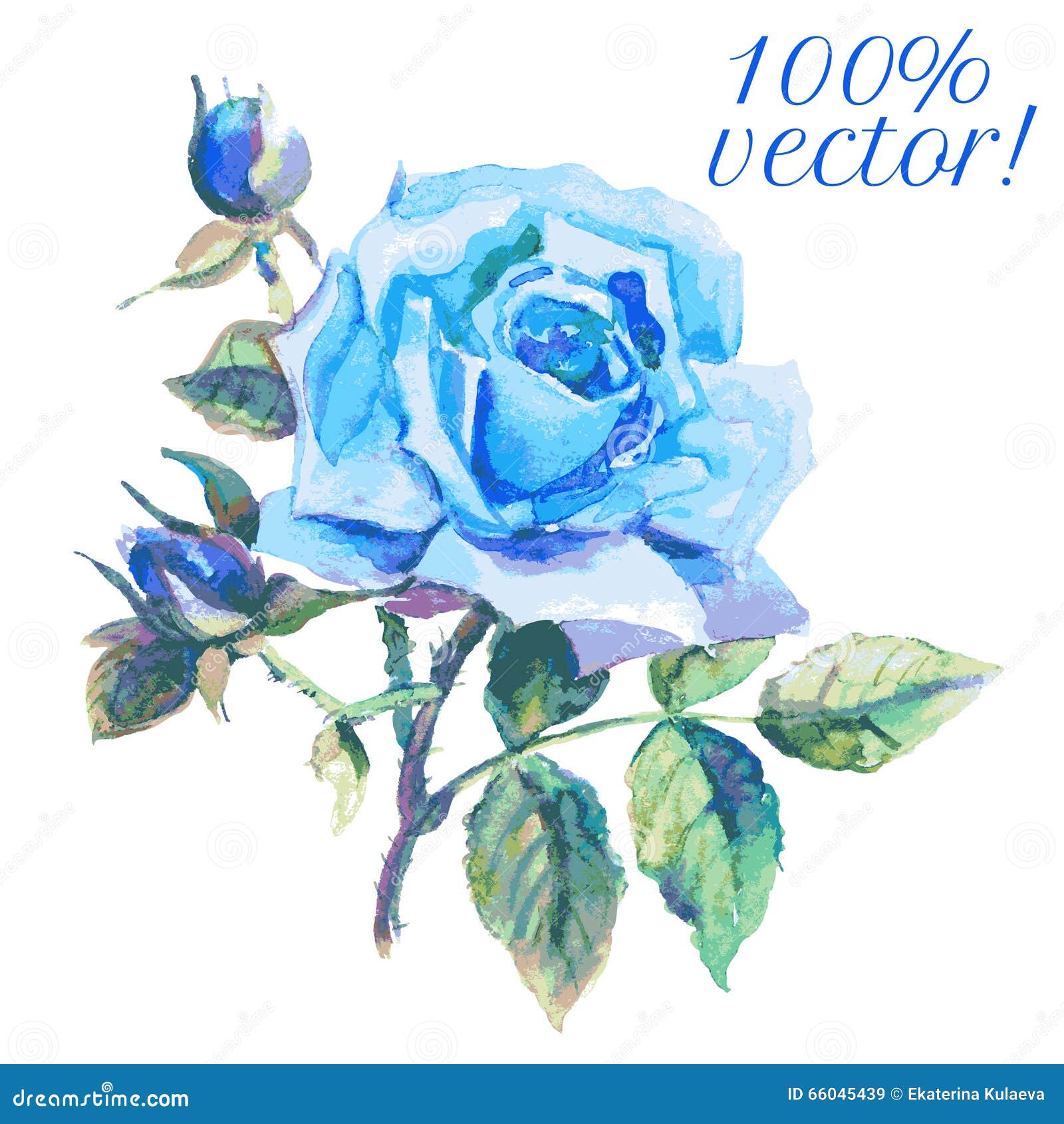 Watercolor Drawing of Blue Rose Stock Vector - Illustration of ...