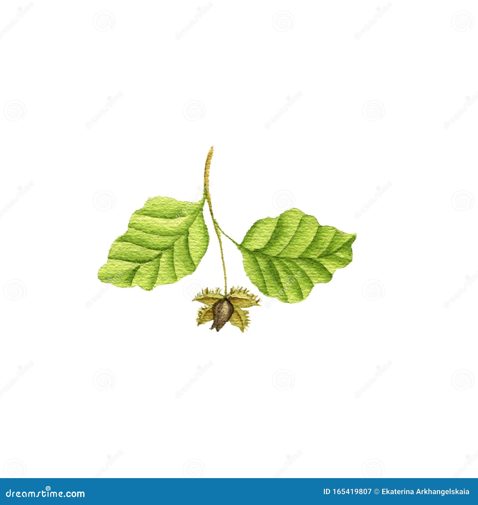 Watercolor Drawing Branch of Beech Tree Stock Illustration ...