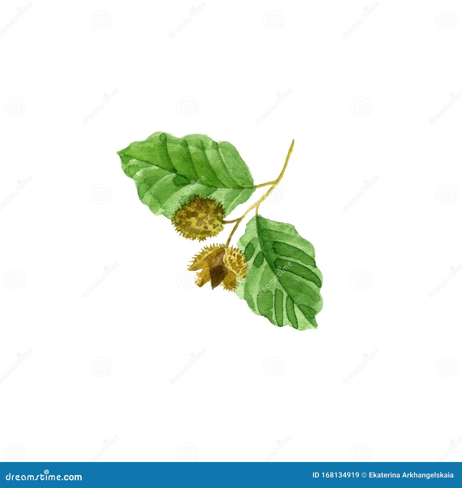 Beech Branch Vintage Illustration Cartoon Vector | CartoonDealer.com ...