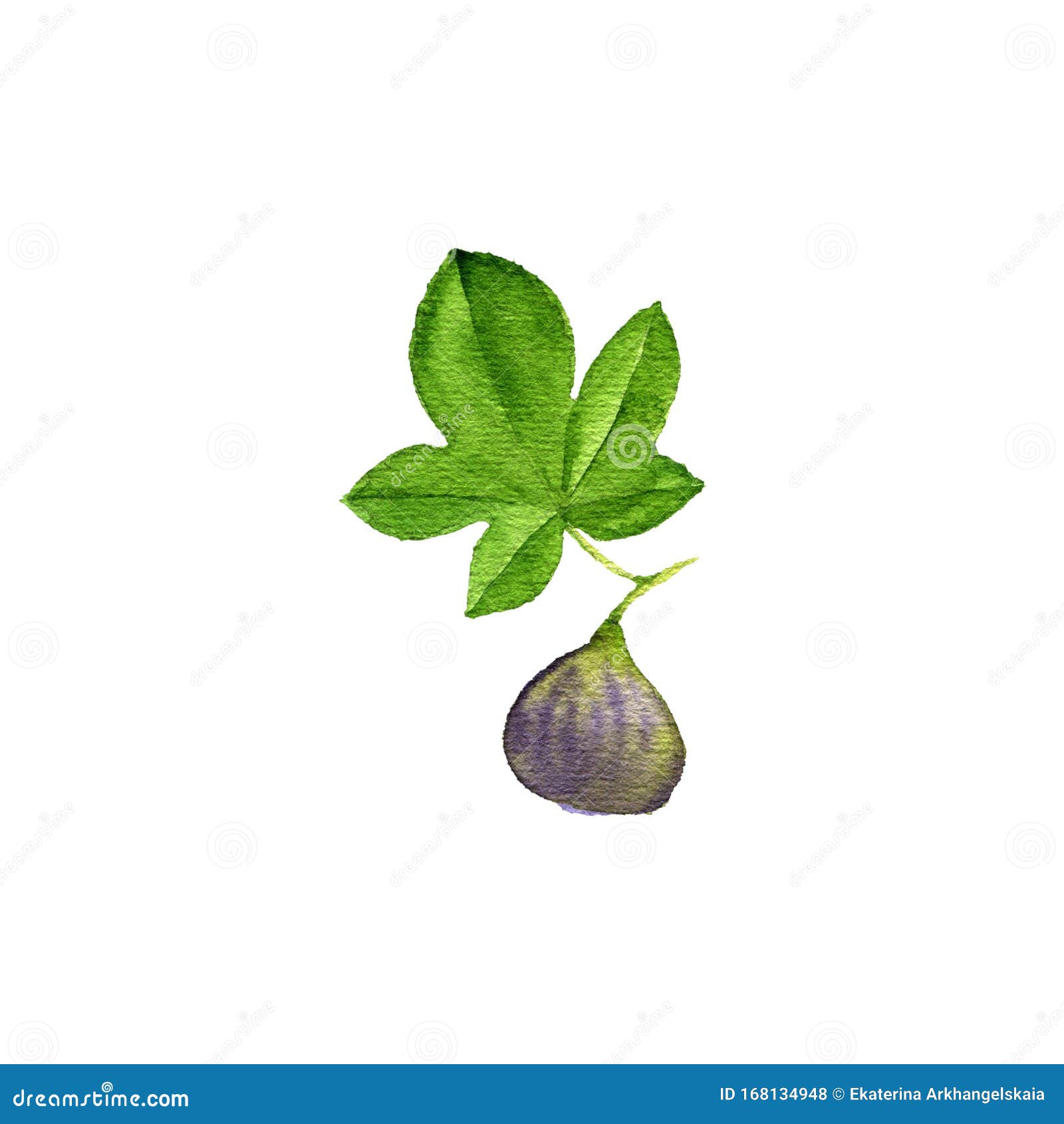 Watercolor Drawing Branch of Fig Tree Stock Photo - Image of ...