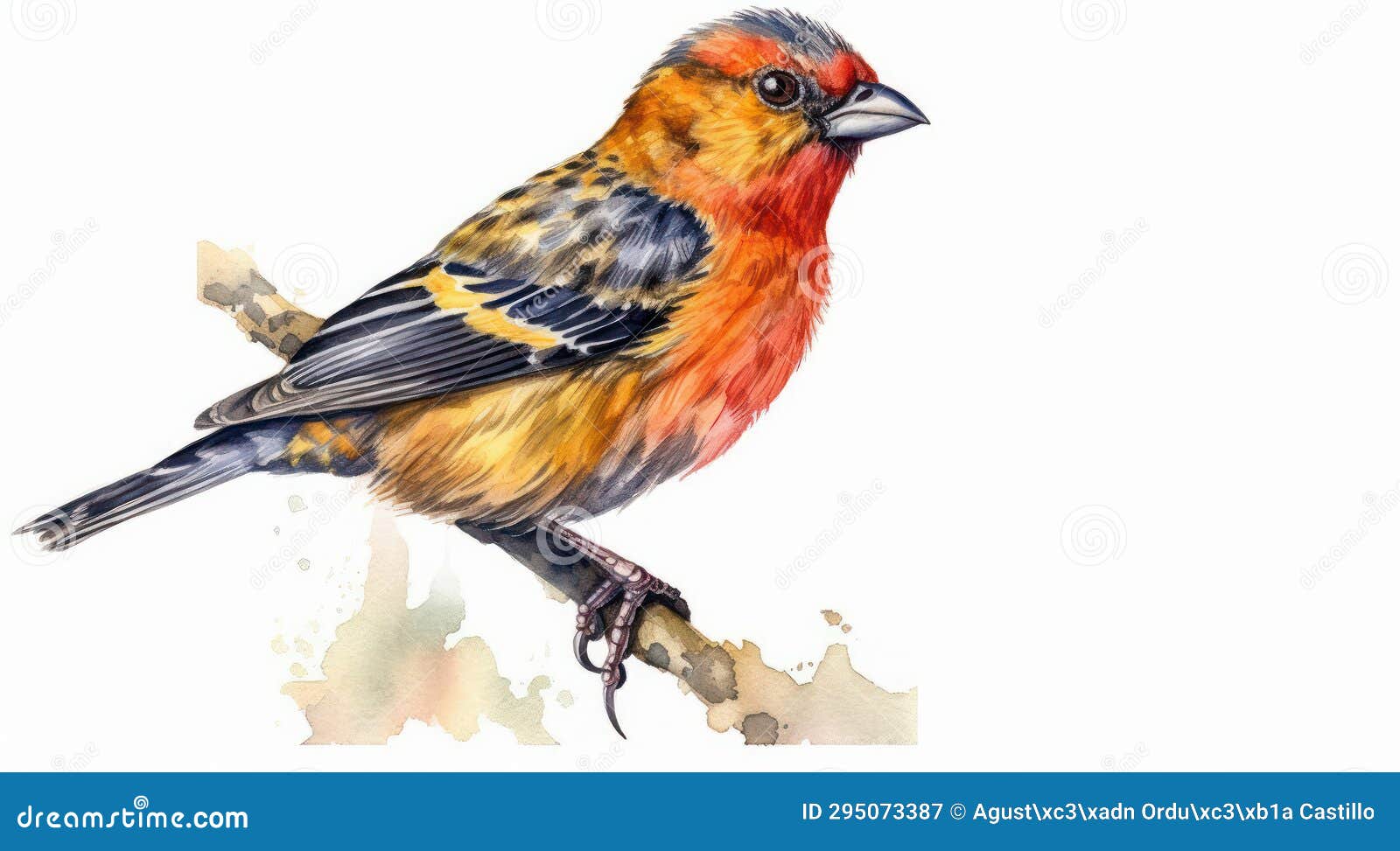 Watercolor Drawing of a Canary Bird. Stock Illustration - Illustration ...