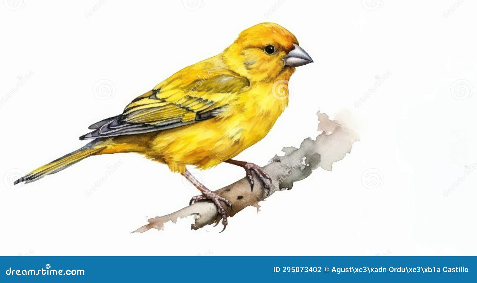 Watercolor Drawing of a Canary Bird. Stock Illustration - Illustration ...