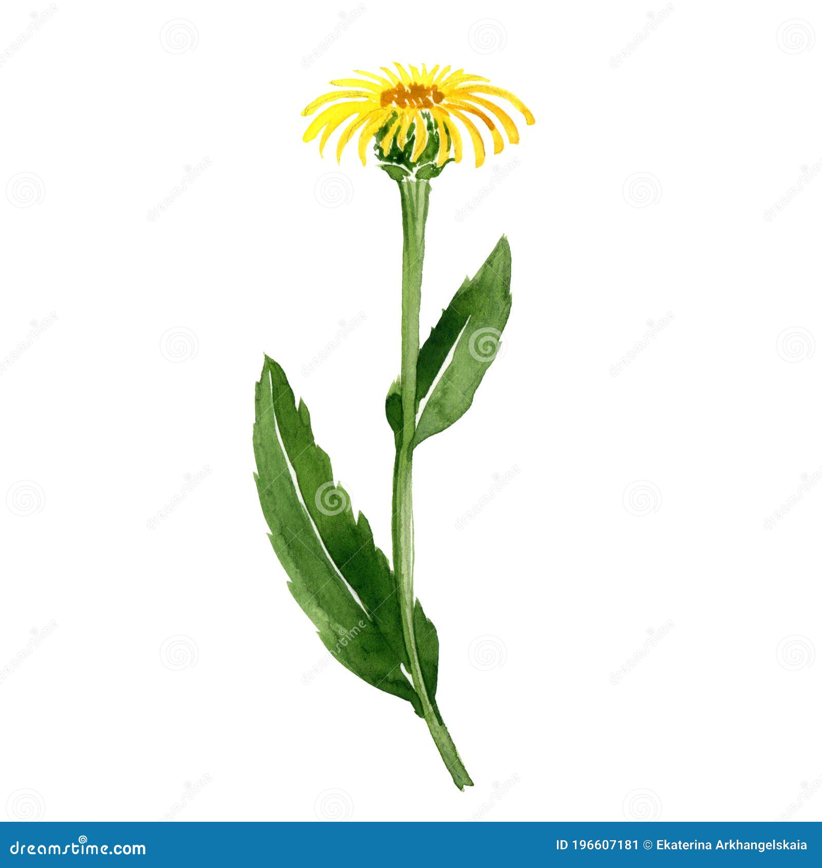 Elecampane Isolated Digital Art Illustration. Inula Helenium, Horse ...
