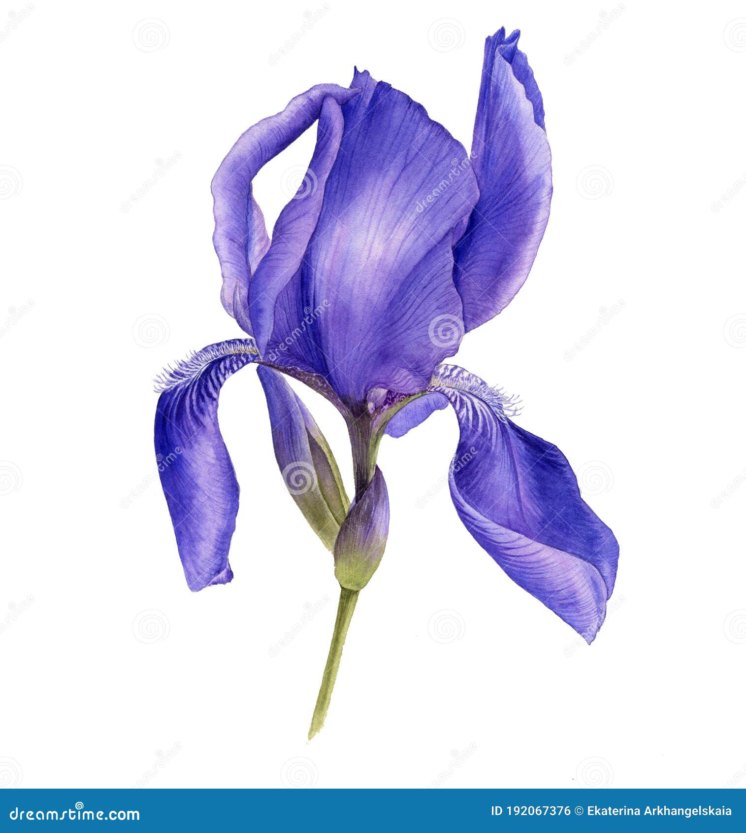 Watercolor Drawing Flower of Blue Iris Stock Illustration ...