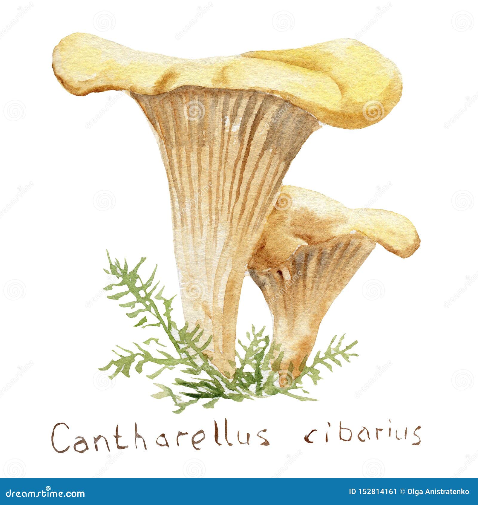 Watercolor Drawing of Forest Mushrooms - Chanterelles, Sketch Stock ... Watercolor Drawing of Forest Mushrooms - Chanterelles, Sketch Stock ...