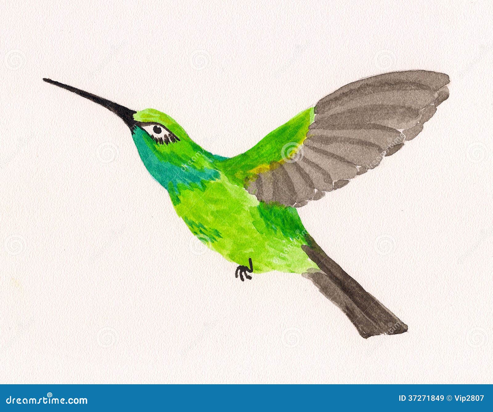 Watercolor Drawing of Hummingbird Stock Illustration - Illustration of ...