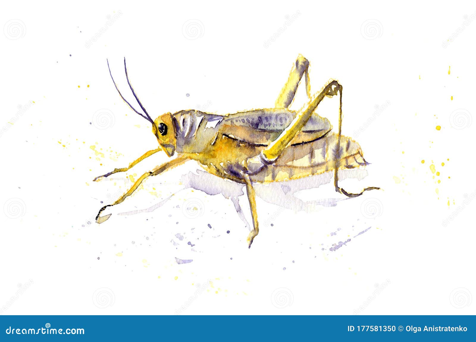 Watercolor Drawing of an Insect - Grasshopper Sketch Stock Illustration ...