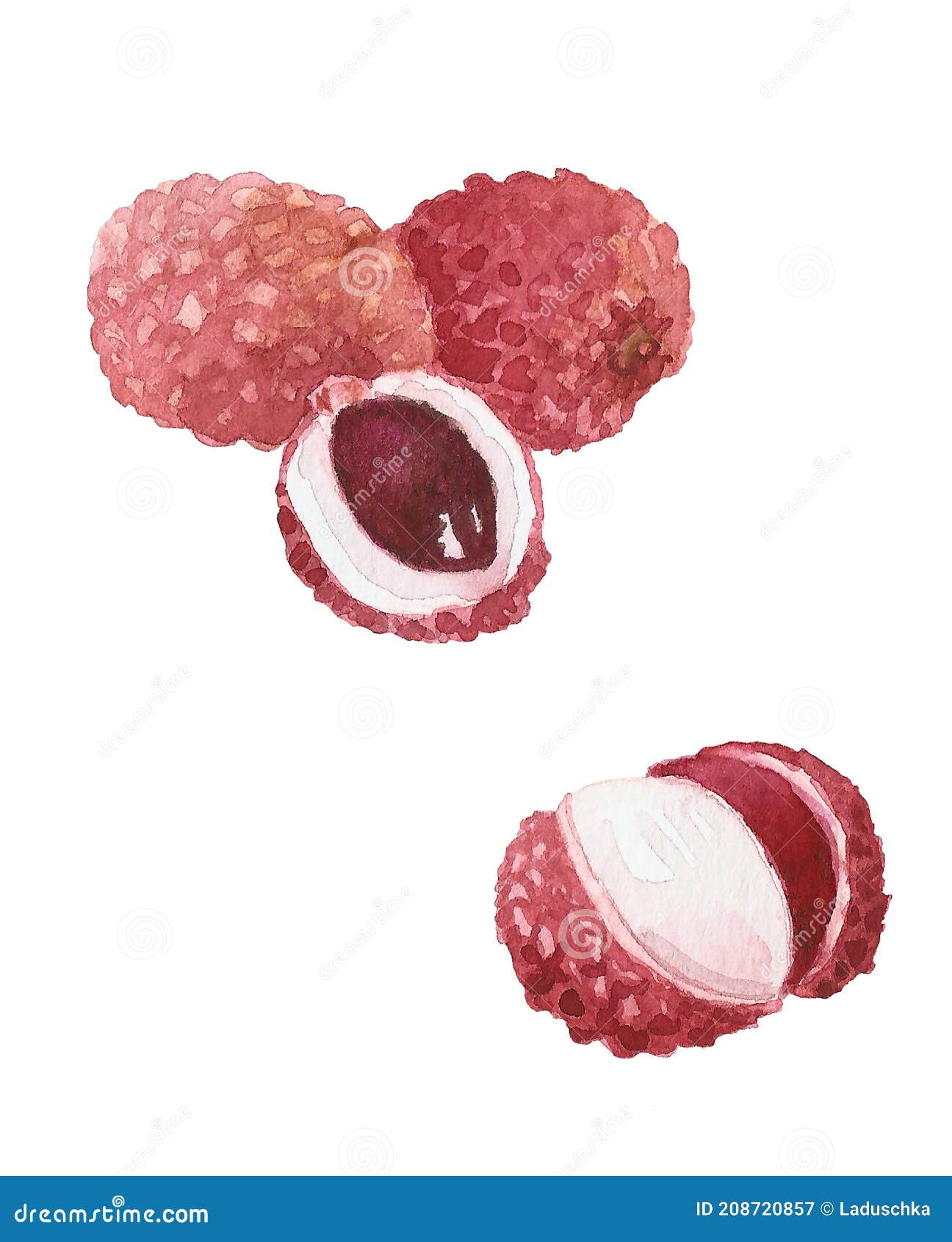 Watercolor Drawing of Litchi Fruit. Stock Illustration - Illustration ...