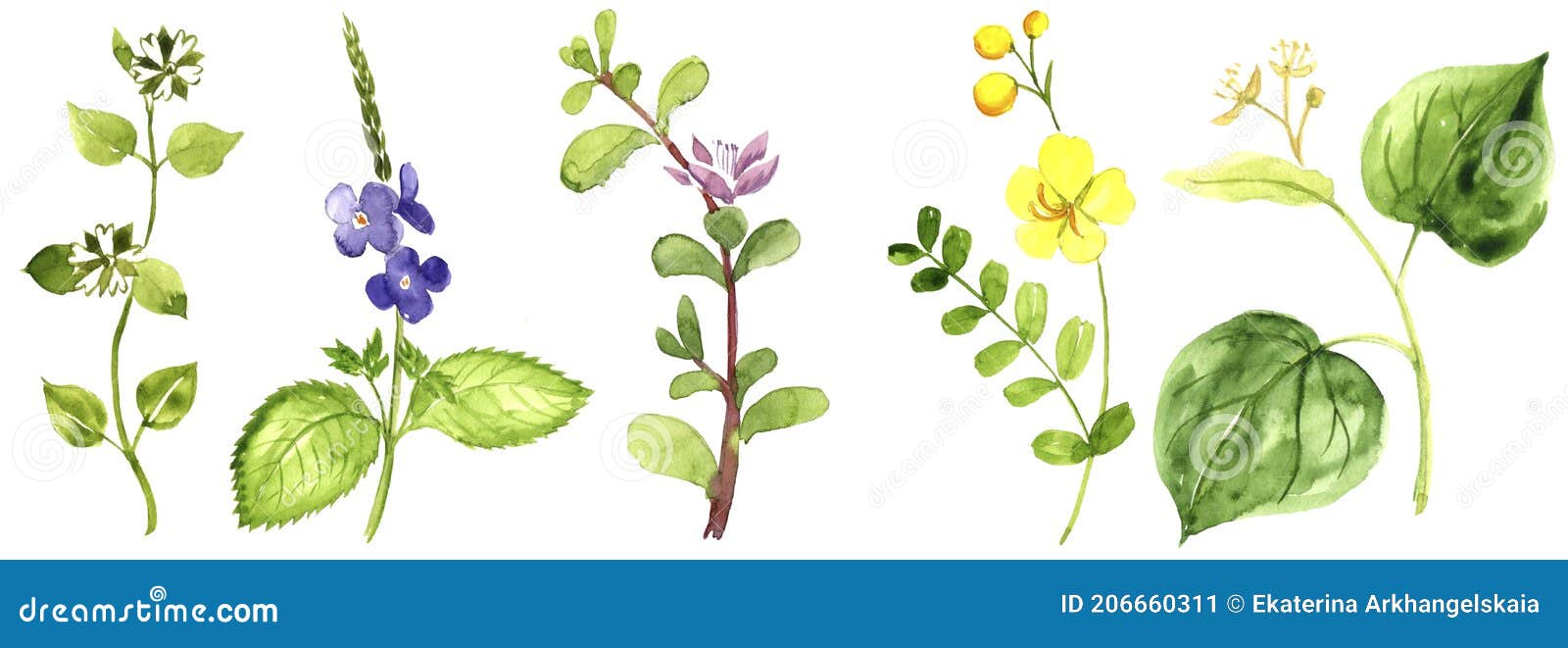 Watercolor Drawing Medicinal Plants Stock Illustration - Illustration ...