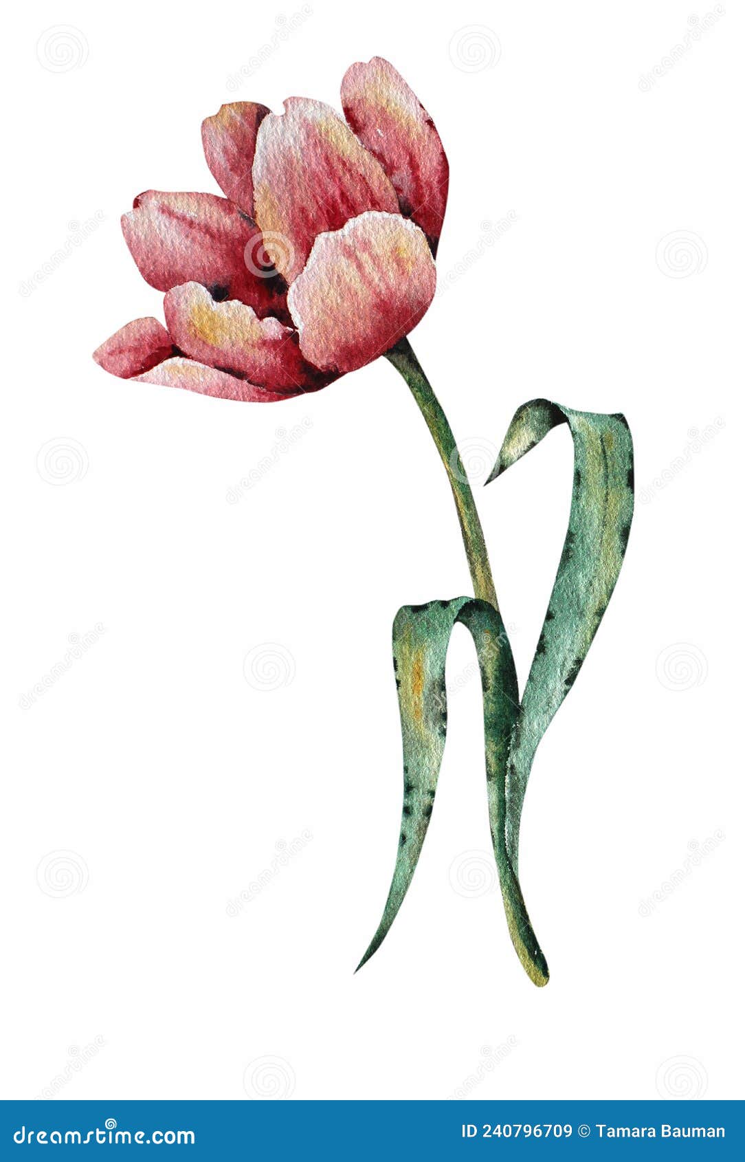 Watercolor Drawing of a Pink Tulip. Print Stock Illustration ...