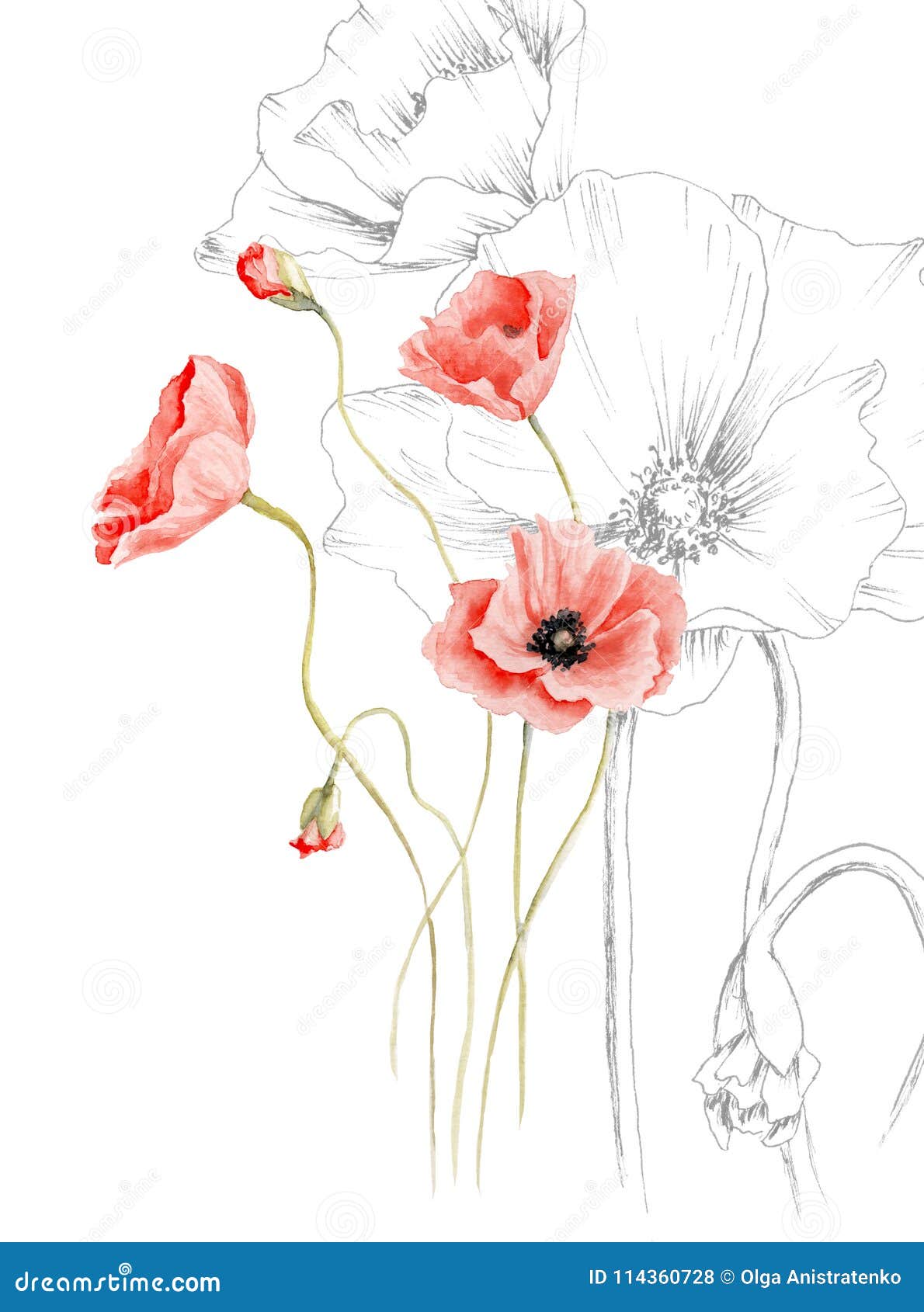 Watercolor Drawing of a Poppy, Graphics and Color Stock Illustration ...
