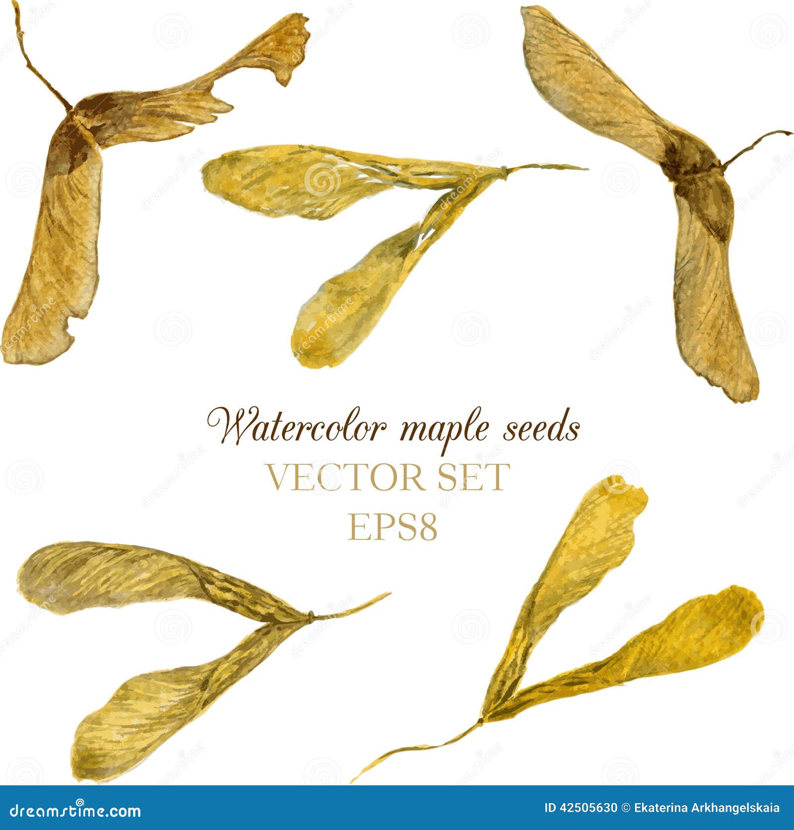Maple Tree Seeds Drawing