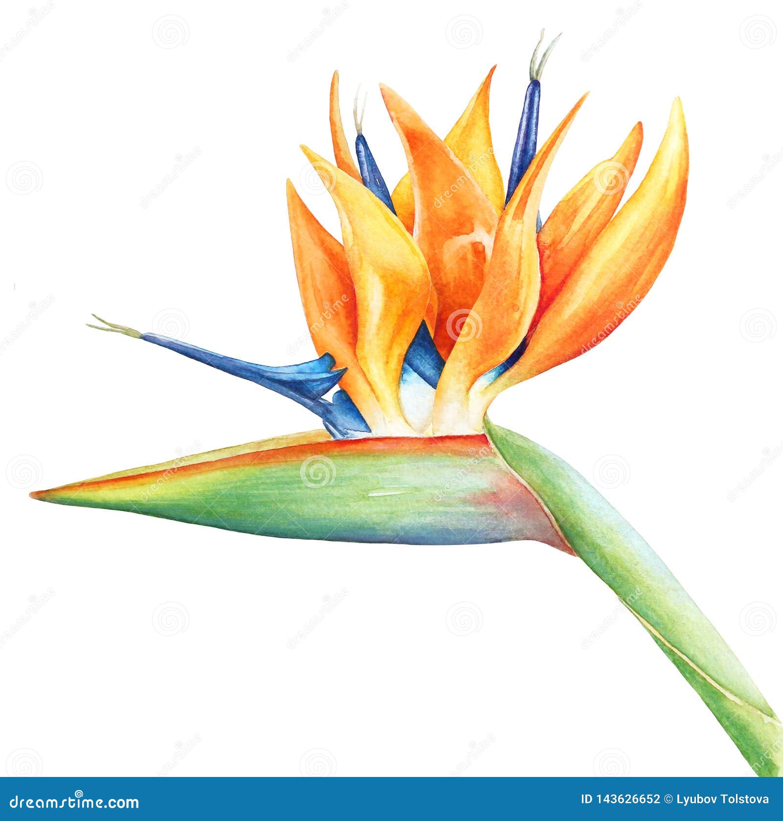 Watercolor Drawing of the Strelitzia Flower Stock Illustration ...