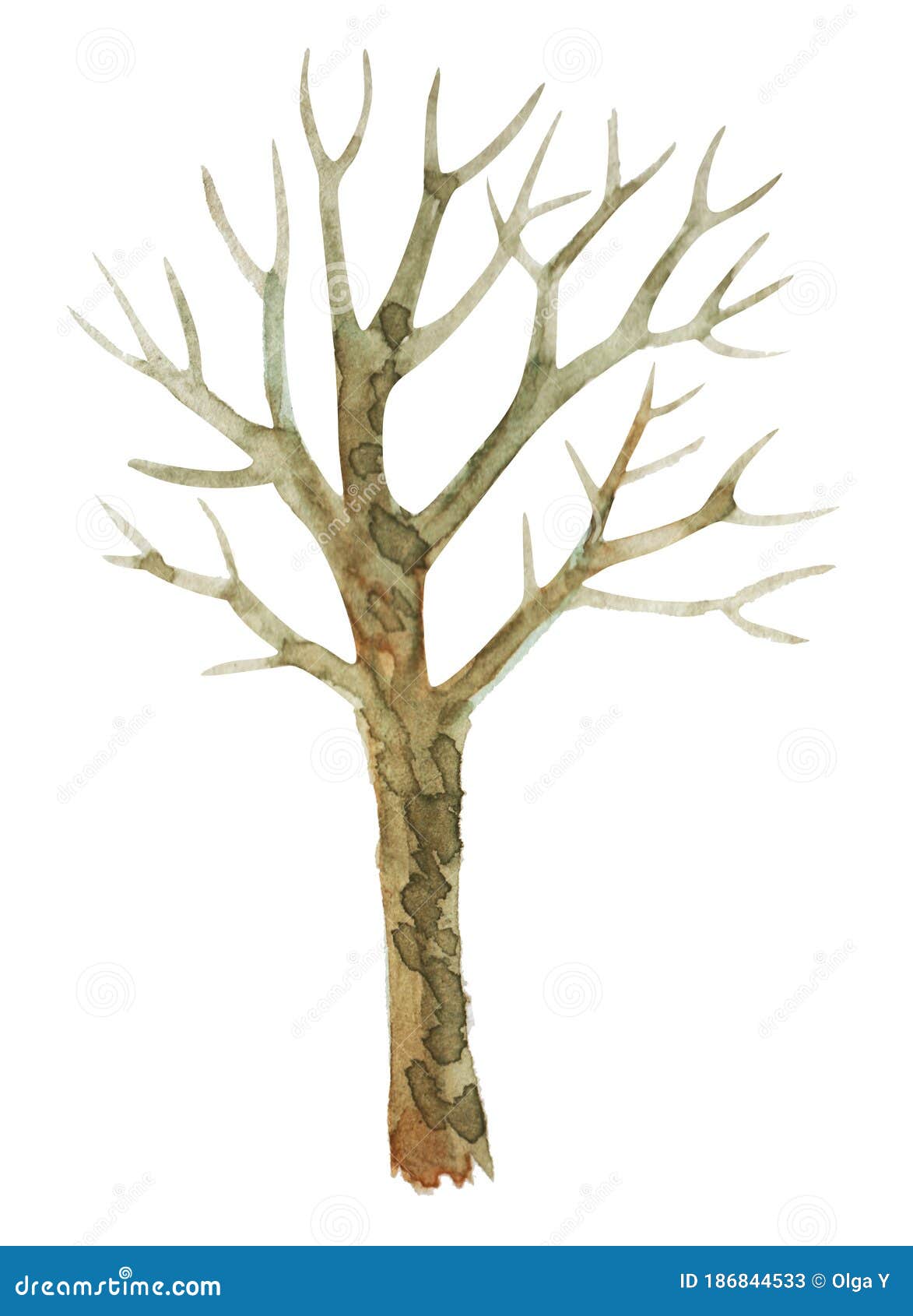 Watercolor Drawing of a Tree without Leaves. Isolated on White ...