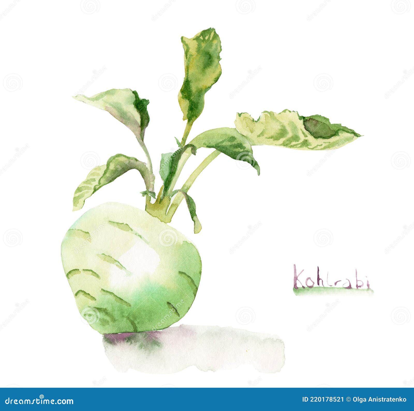 Watercolor Drawing of Vegetables - Kohlrabi Root Whole Stock ...
