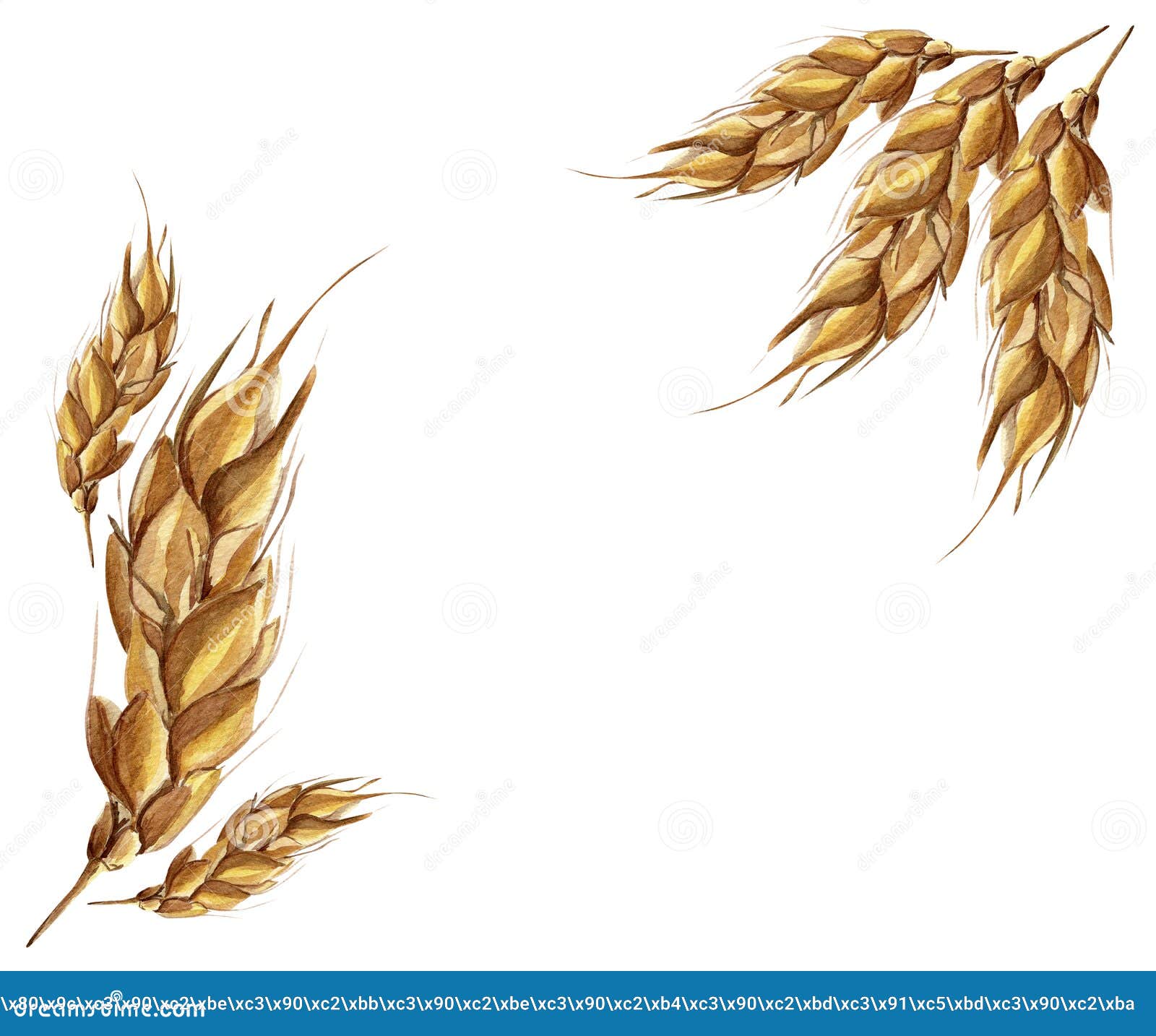 Watercolor Ears of Wheat Frame Border Seamless Pattern Stock Image ...