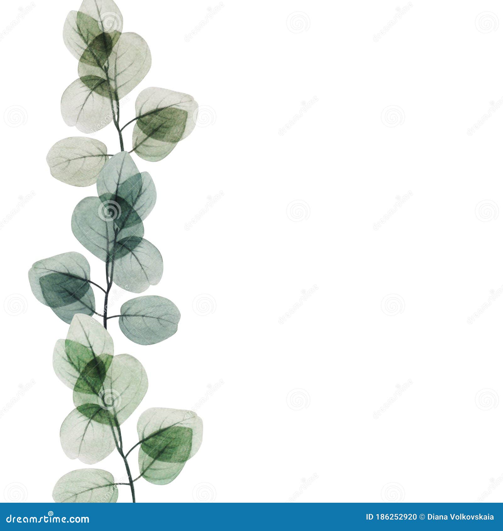Watercolor Eucaliptus Leaf Branch Vertical Border Frame Template. Hand ...
