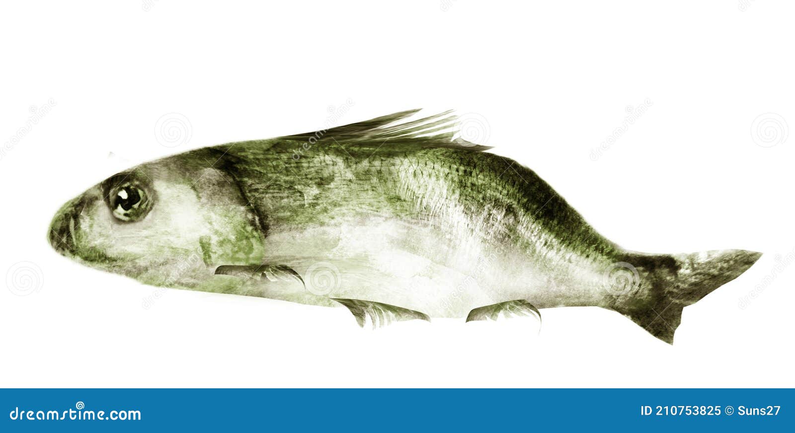 Watercolor fish on white stock image. Image of color - 210753825