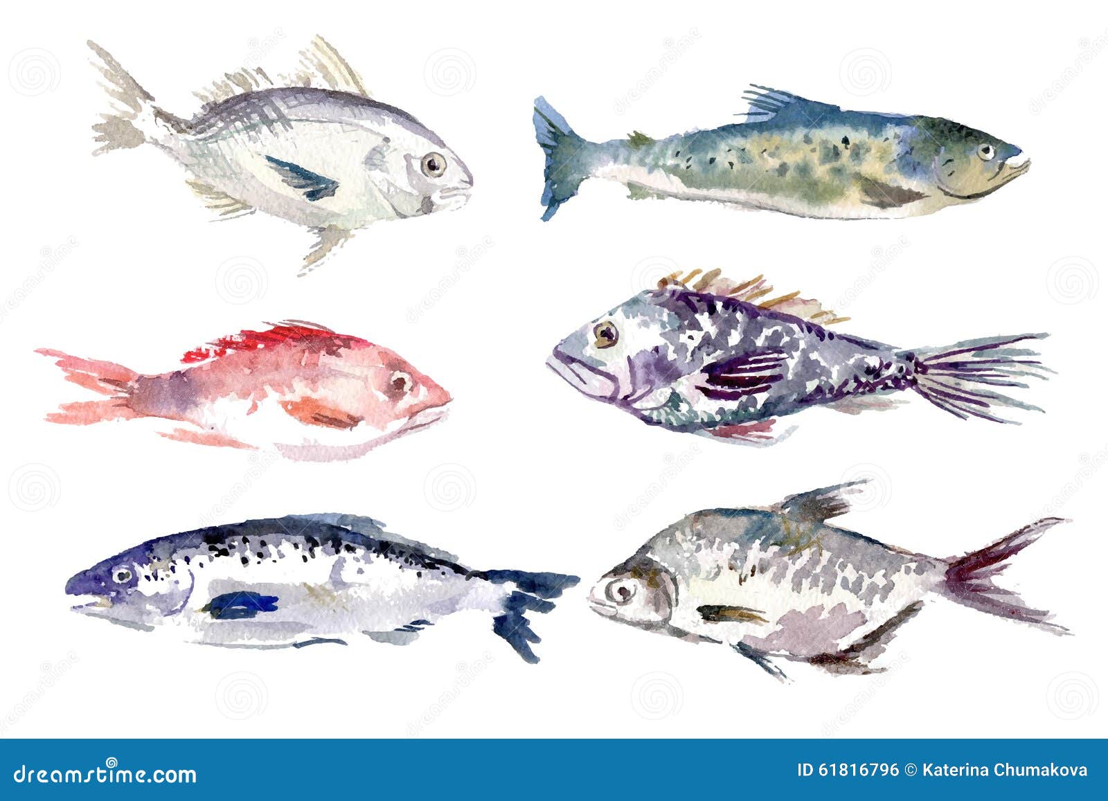 Watercolor Fishes Collection on White Background. Stock Vector ...