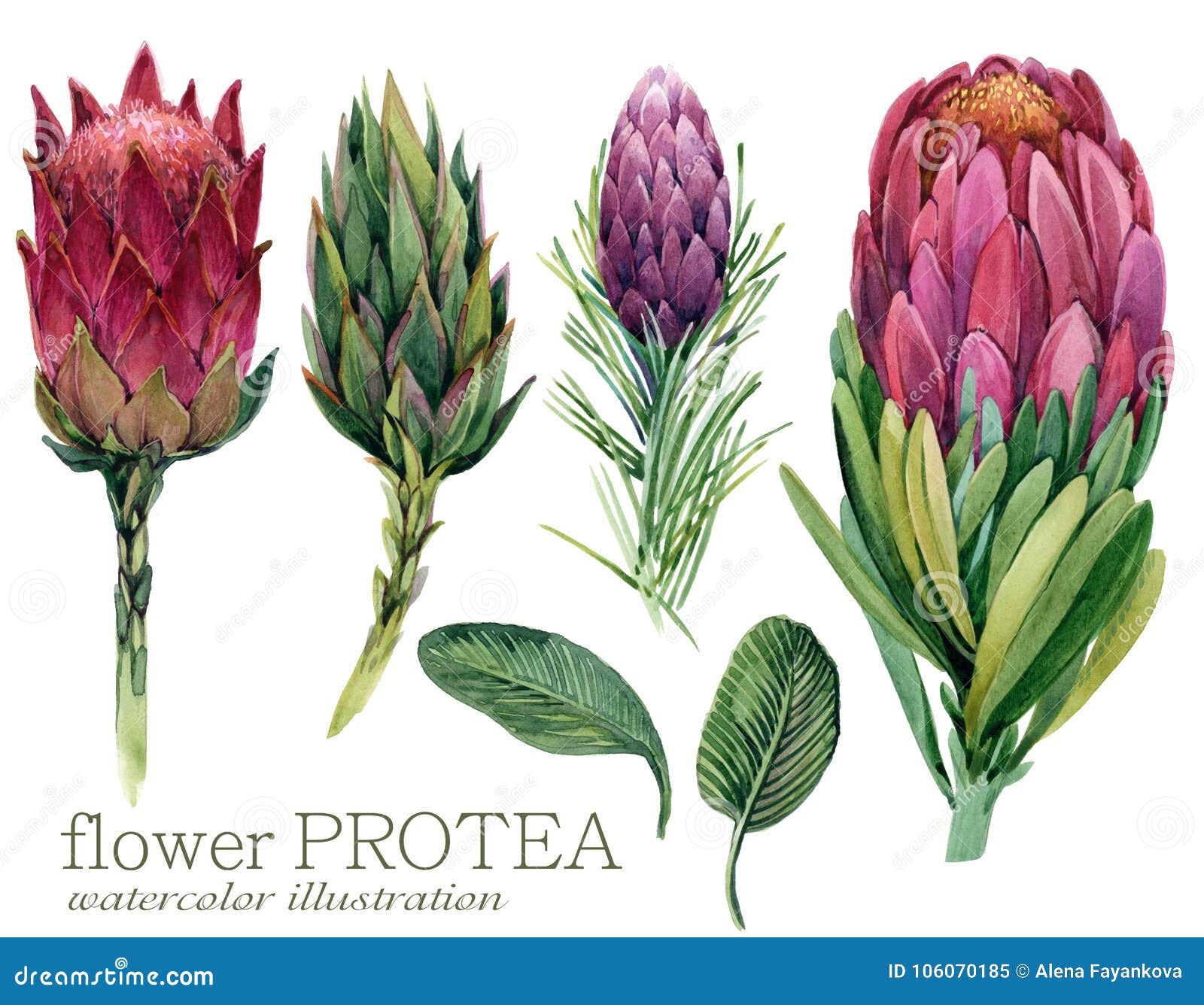 Watercolor Flower Protea Illustration Stock Illustration - Illustration ...