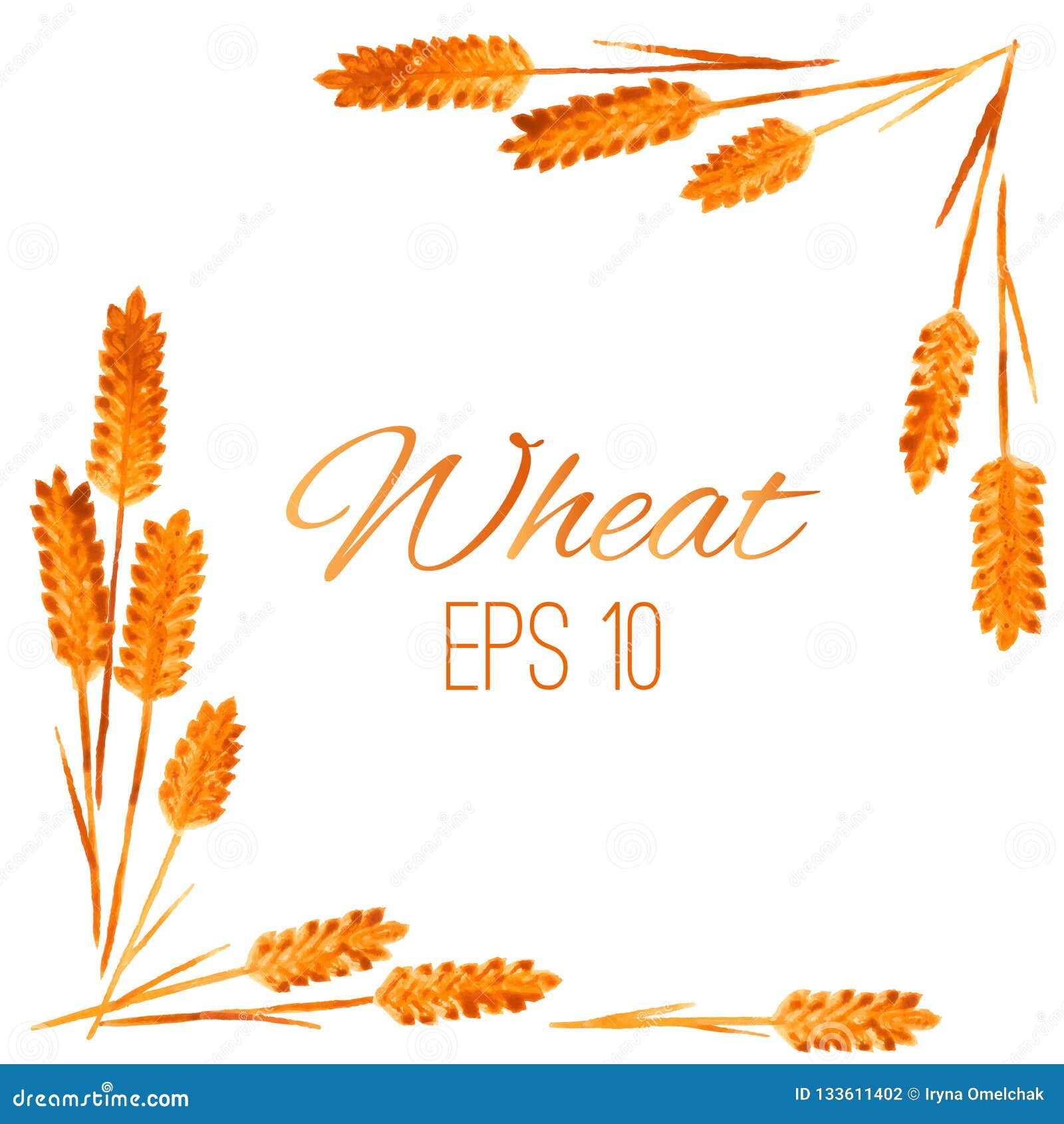 Watercolor Frame of Wheat Isolated on a White Background Stock Vector ...