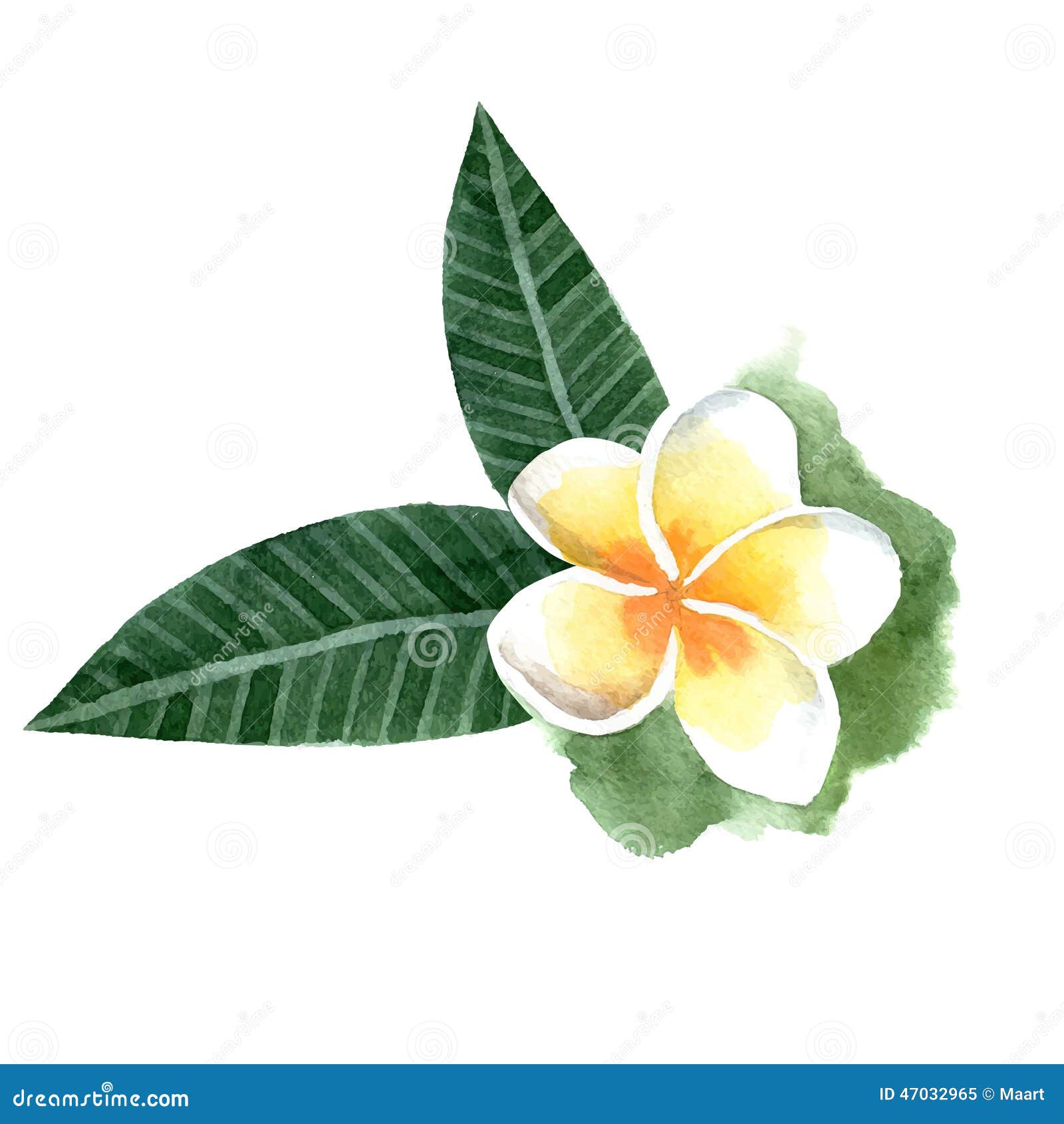 Watercolor Frangipani Flower Stock Vector - Illustration of frangipani ...